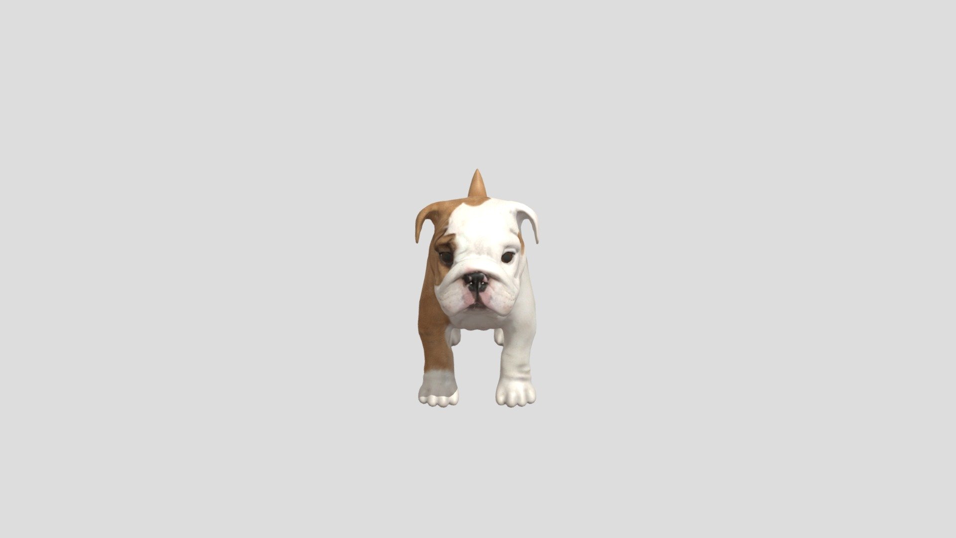 bullpuppy - Download Free 3D model by 04021977ya [968a934] - Sketchfab