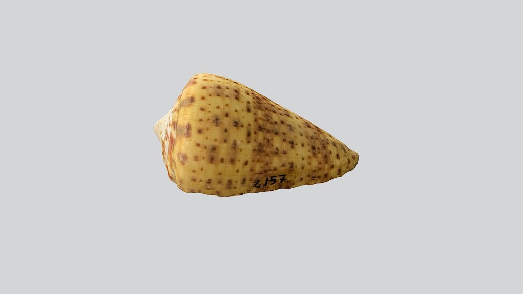 14. Conus pulcher - Download Free 3D model by TeFALab - by Paolo Chistè ...