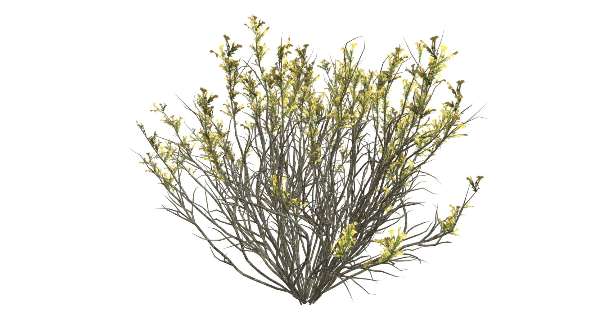 Broom Snakeweed with Flowers #01 - Buy Royalty Free 3D model by ...