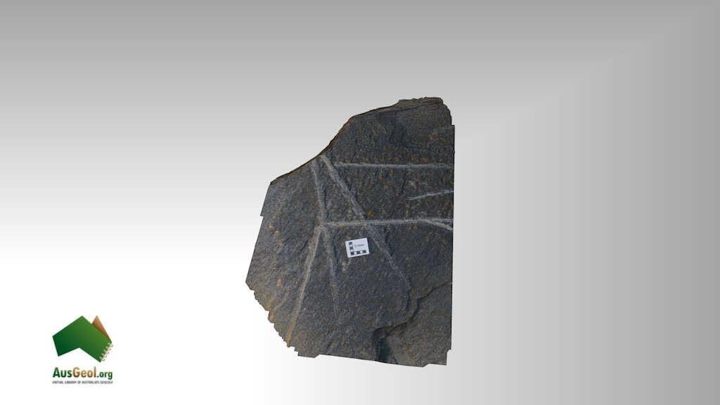 Graptolite3 - 3D model by AusGeol.org (@AusGeol) [96907a6] - Sketchfab