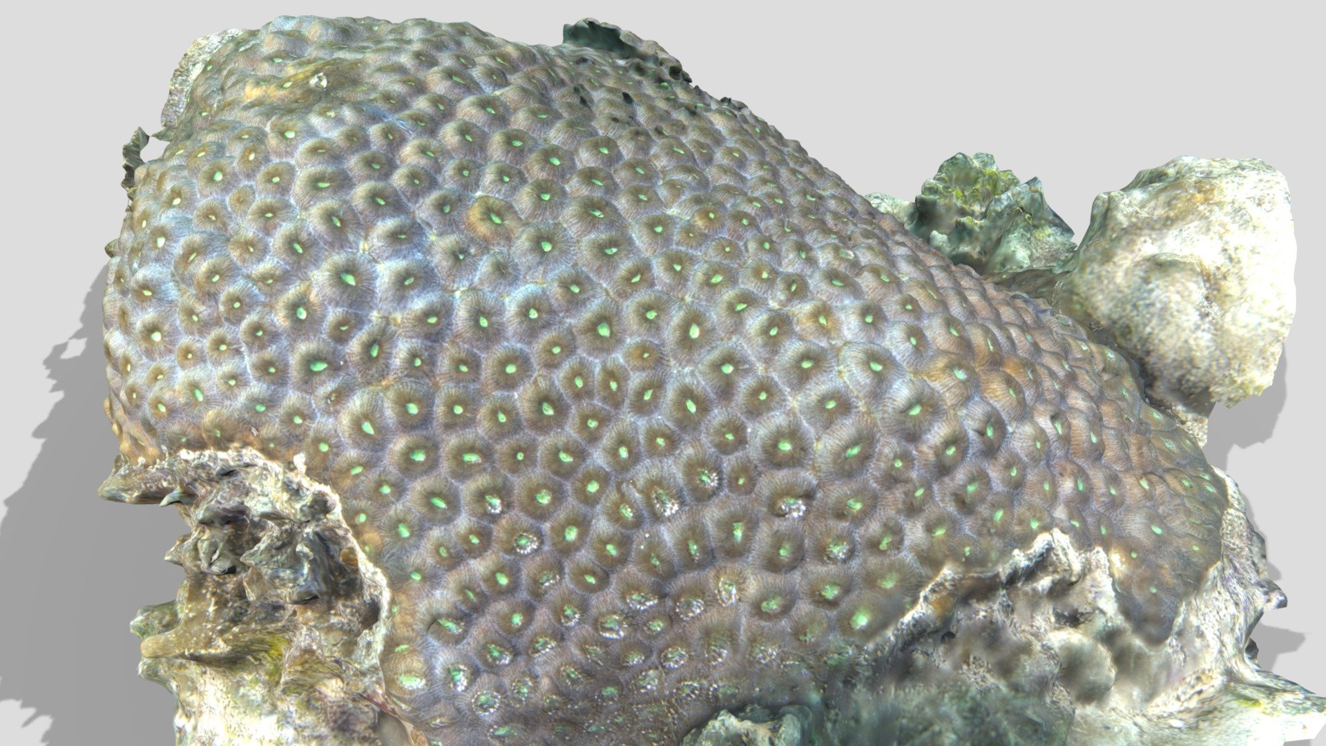 Great Star Coral / Montastrea cavernosa - Buy Royalty Free 3D model by ...