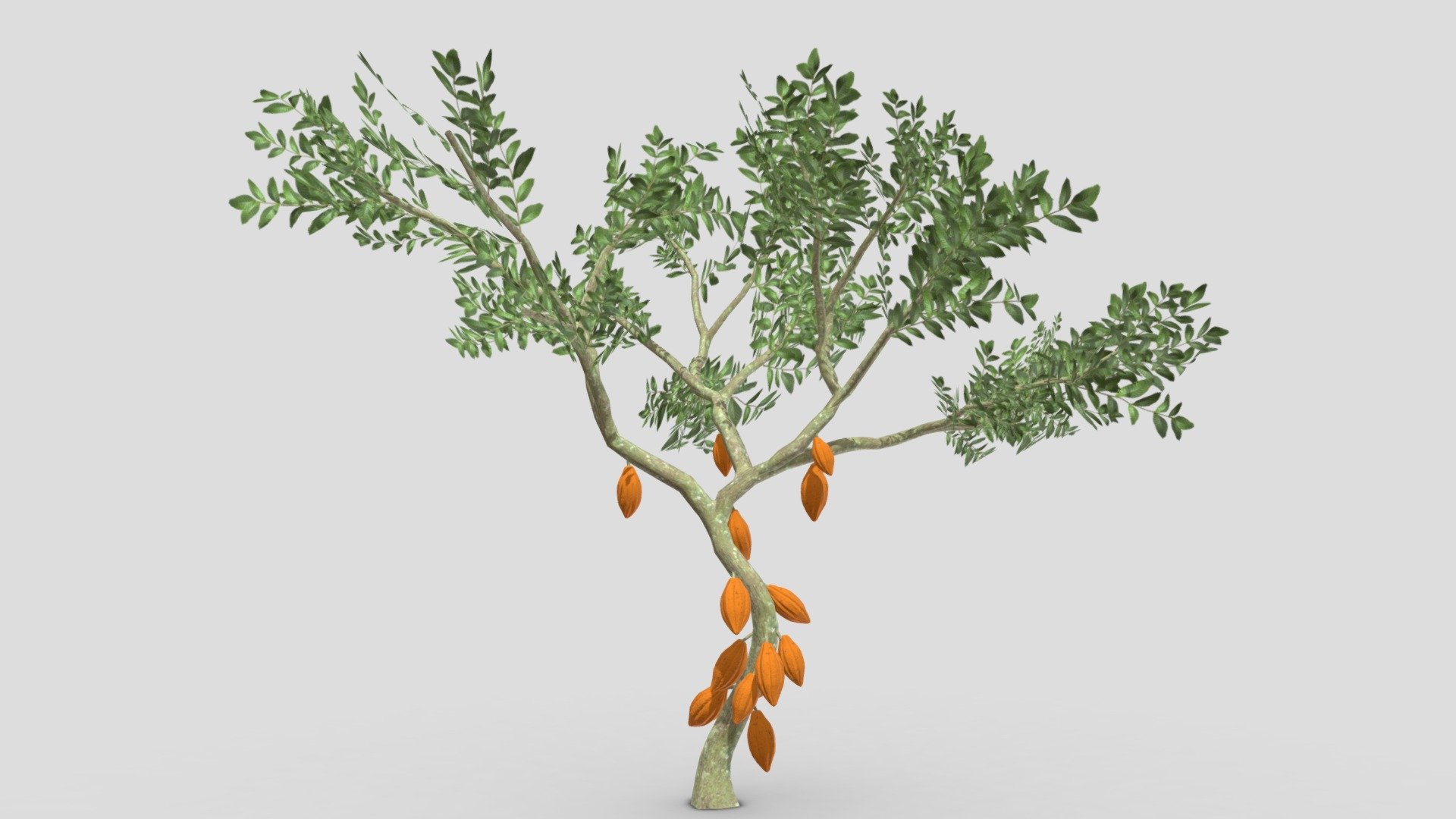 Cacao Tree( Orang Fruit)- 03 - Buy Royalty Free 3D model by ASMA3D ...