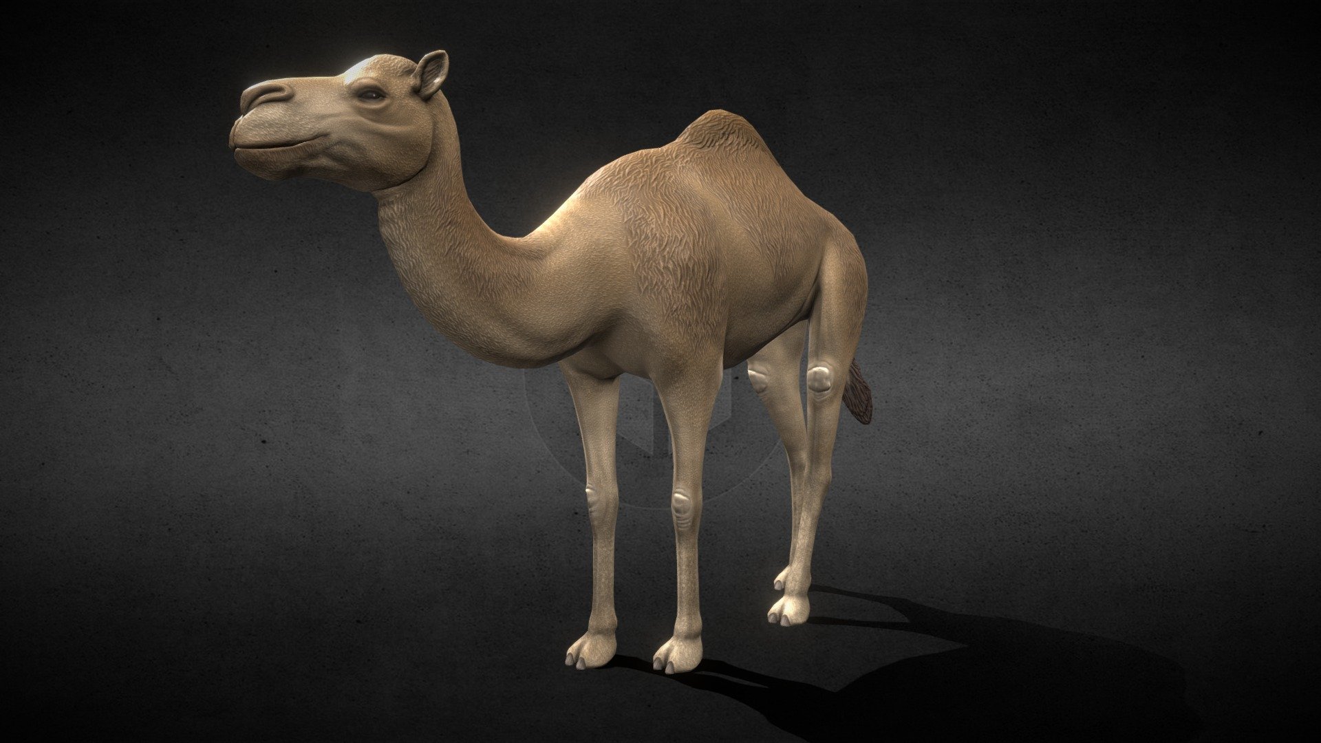 Dromedary - Buy Royalty Free 3D model by Exmoor beast (@Exmoorbeast ...