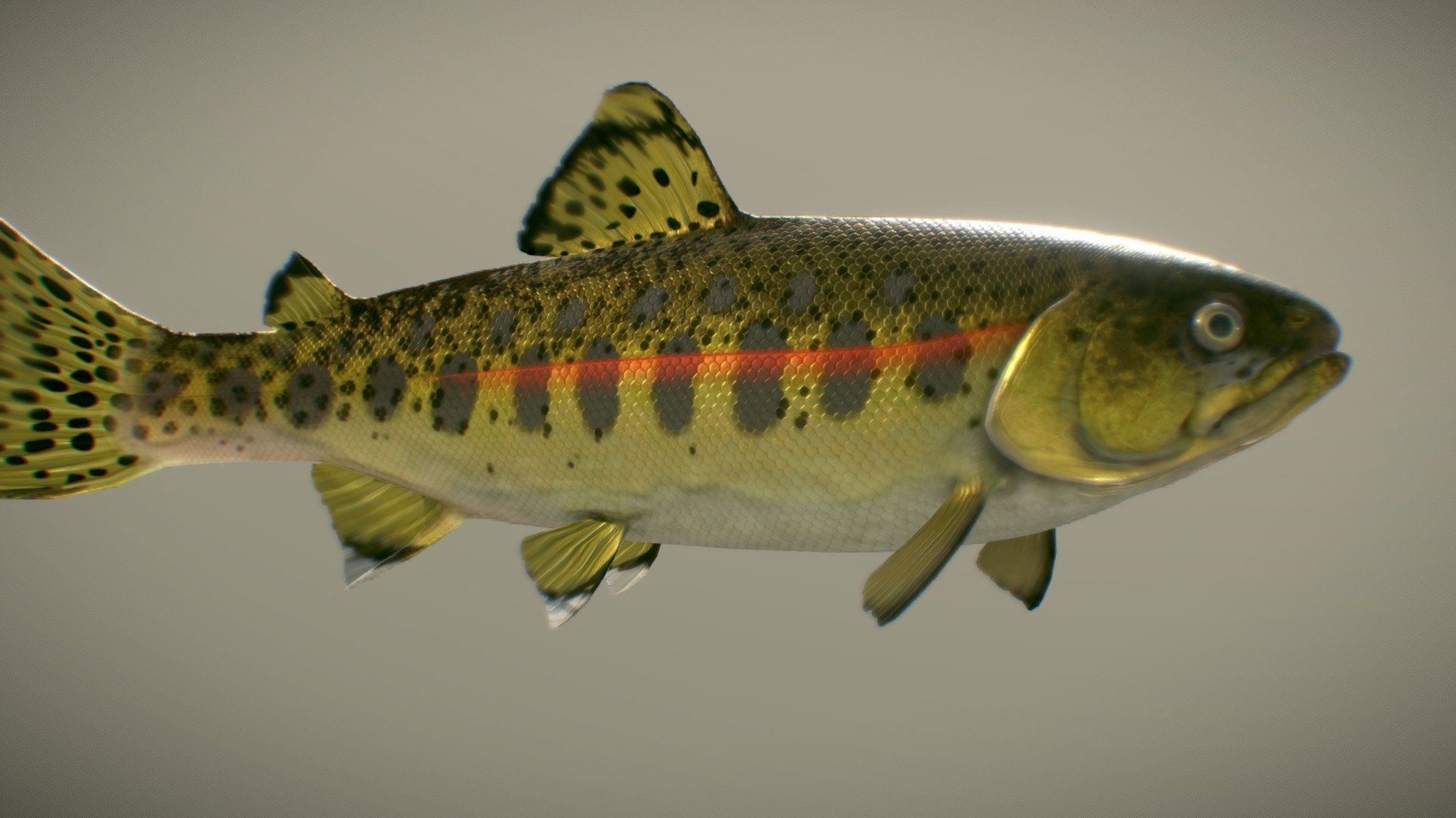 Golden Trout - Buy Royalty Free 3D model by Nestaeric [96b1427 ...