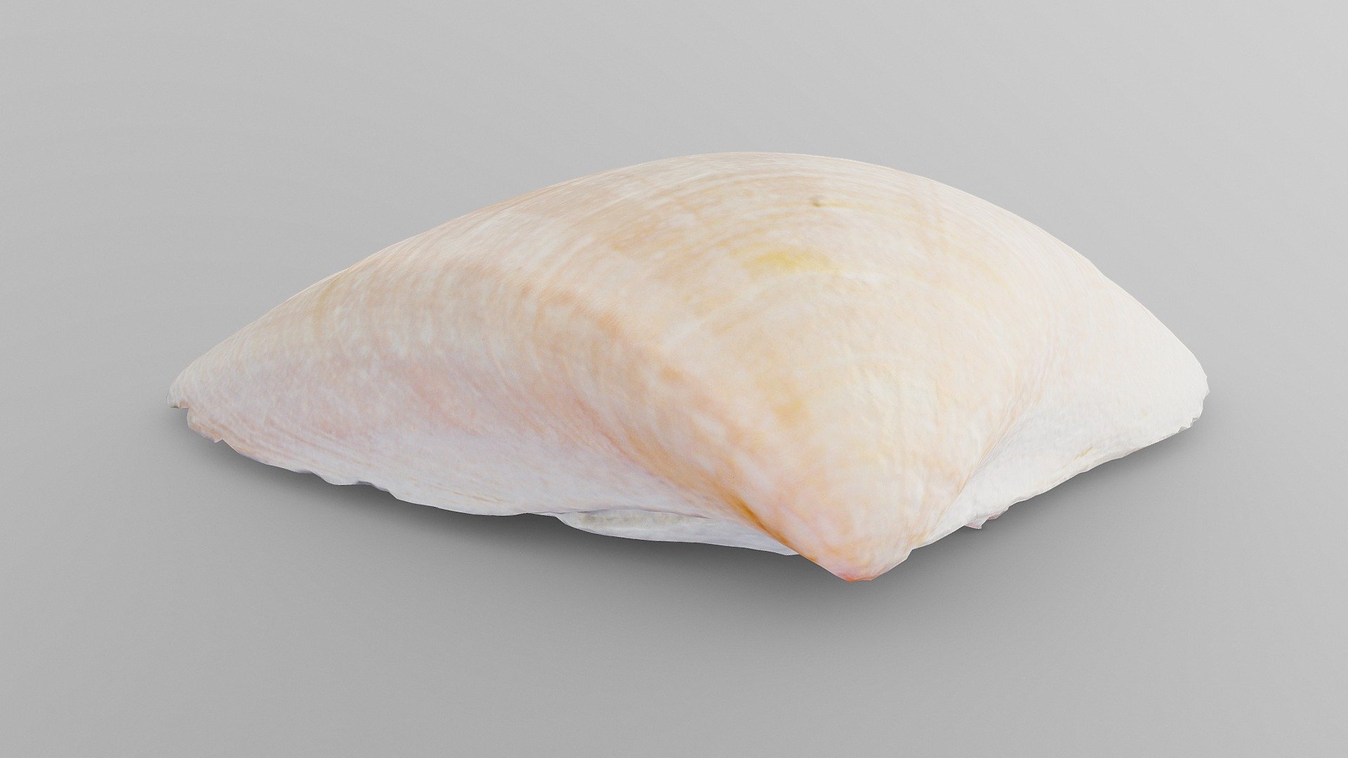 Tellin Sea Shell - Buy Royalty Free 3D model by Drakery [96b5076 ...