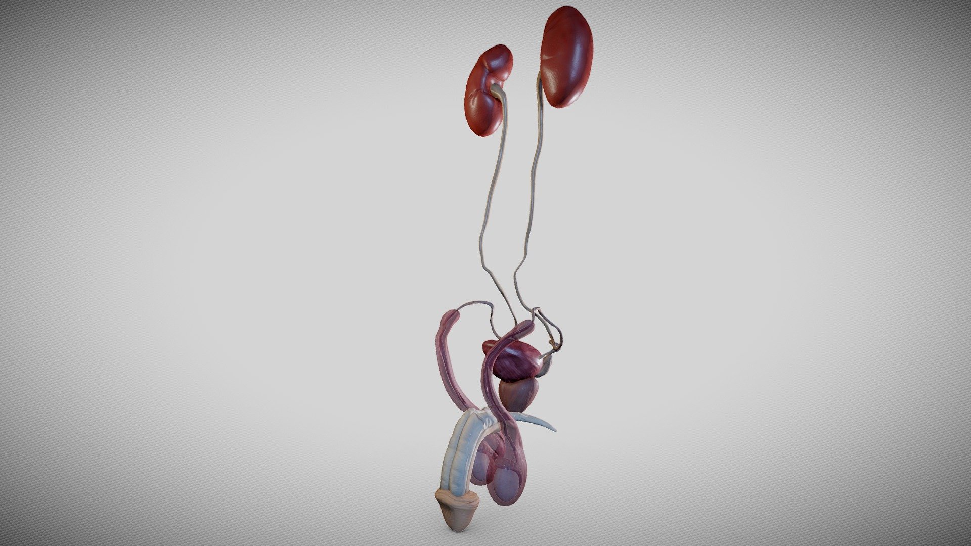 Male urogenital system - Buy Royalty Free 3D model by Ebers [96b6b12 ...