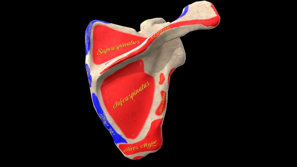 Anatomy upper limb and thorax - A 3D model collection by Alamitha ...