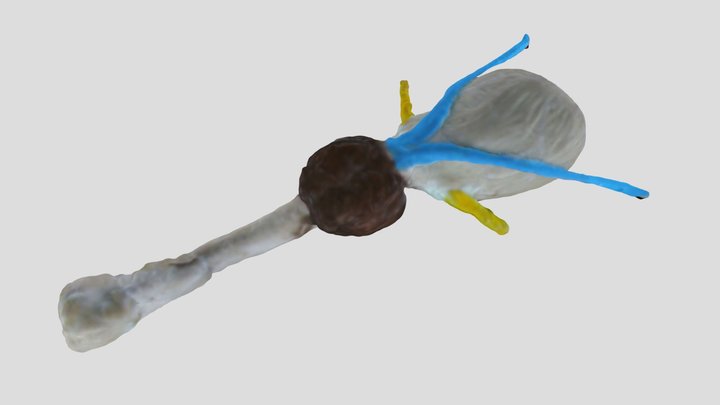 Prostate 3D models - Sketchfab