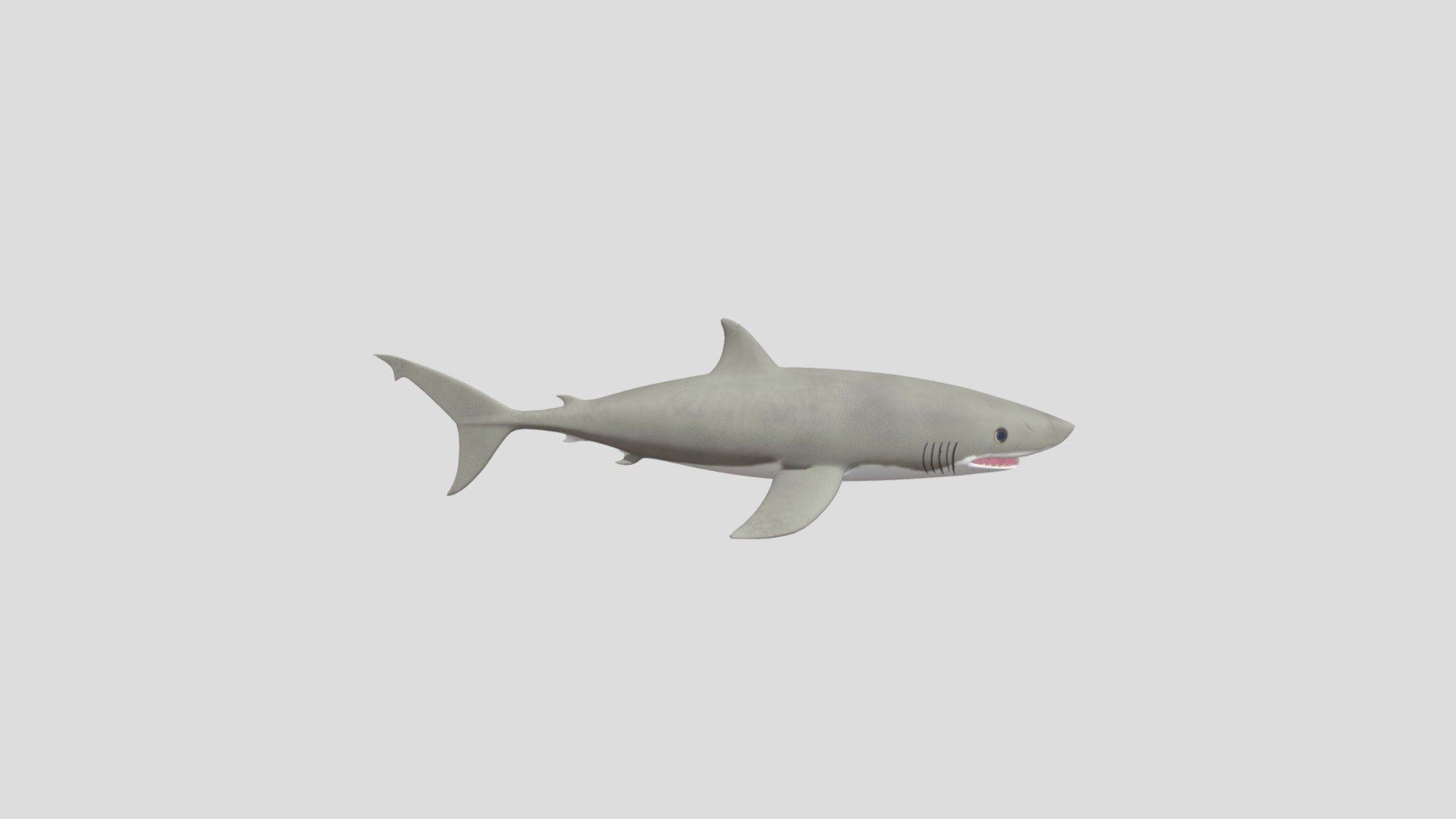 Great White Shark - 3D model by Zach G. (@M4dH4tter) [96c76bc] - Sketchfab