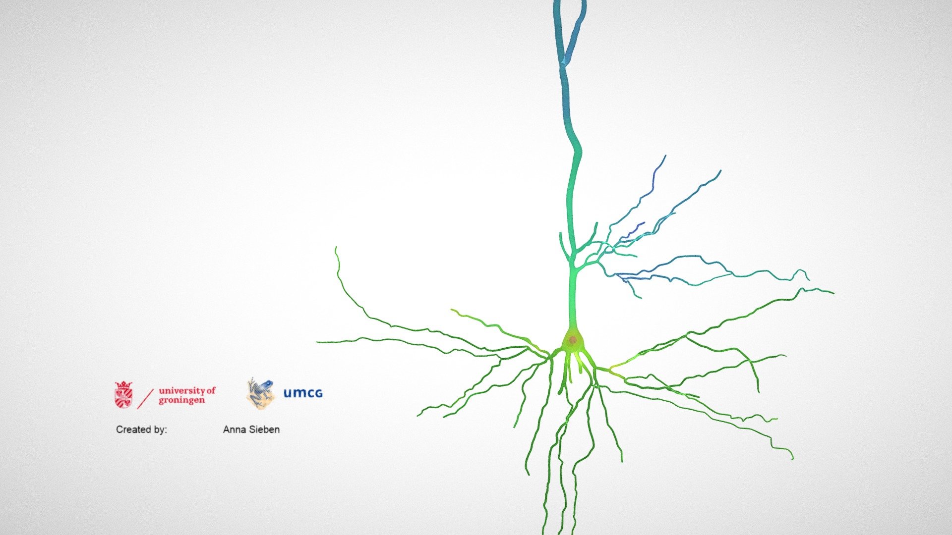 Pyramidal Neuron Of A Giraffe - 3D model by E-learning UMCG (@eLearningUMCG) [96c86ce] - Sketchfab