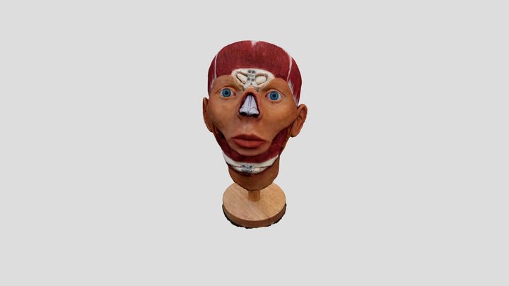 Transgender 3D models - Sketchfab