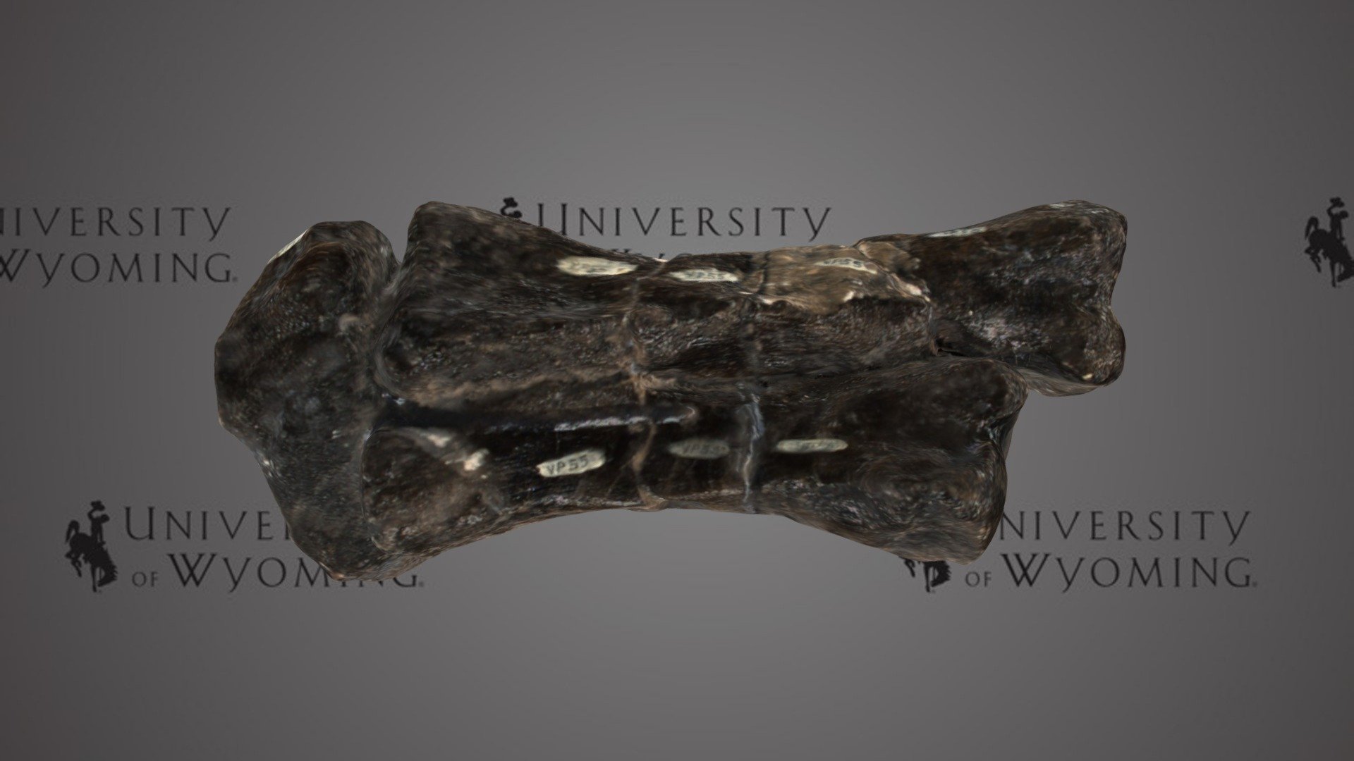 UW 15202 - Camarasaurus sp., Right Manus - Download Free 3D model by ...