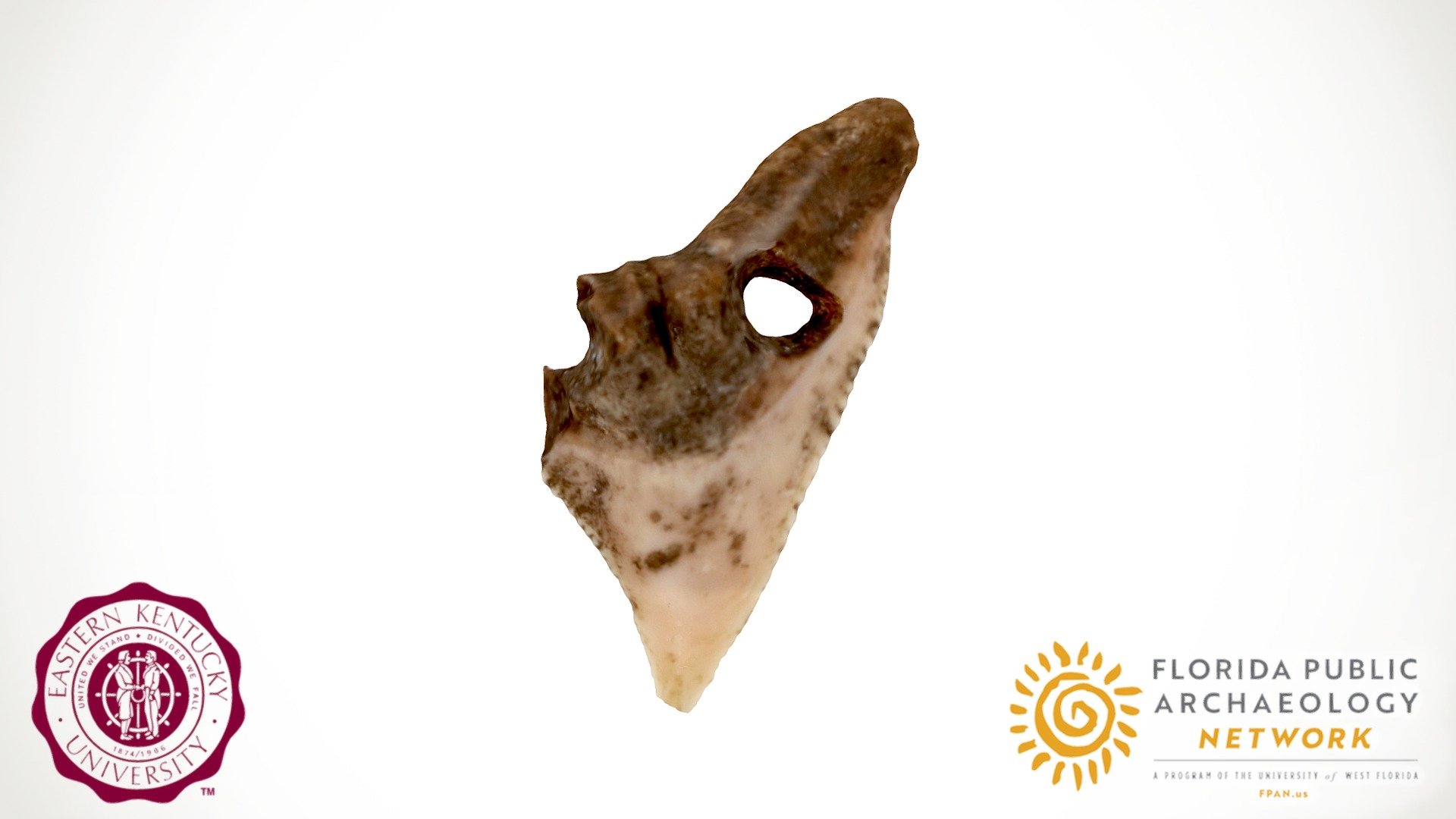 Drilled Shark Tooth - 3D model by Florida Public Archaeology Network ...
