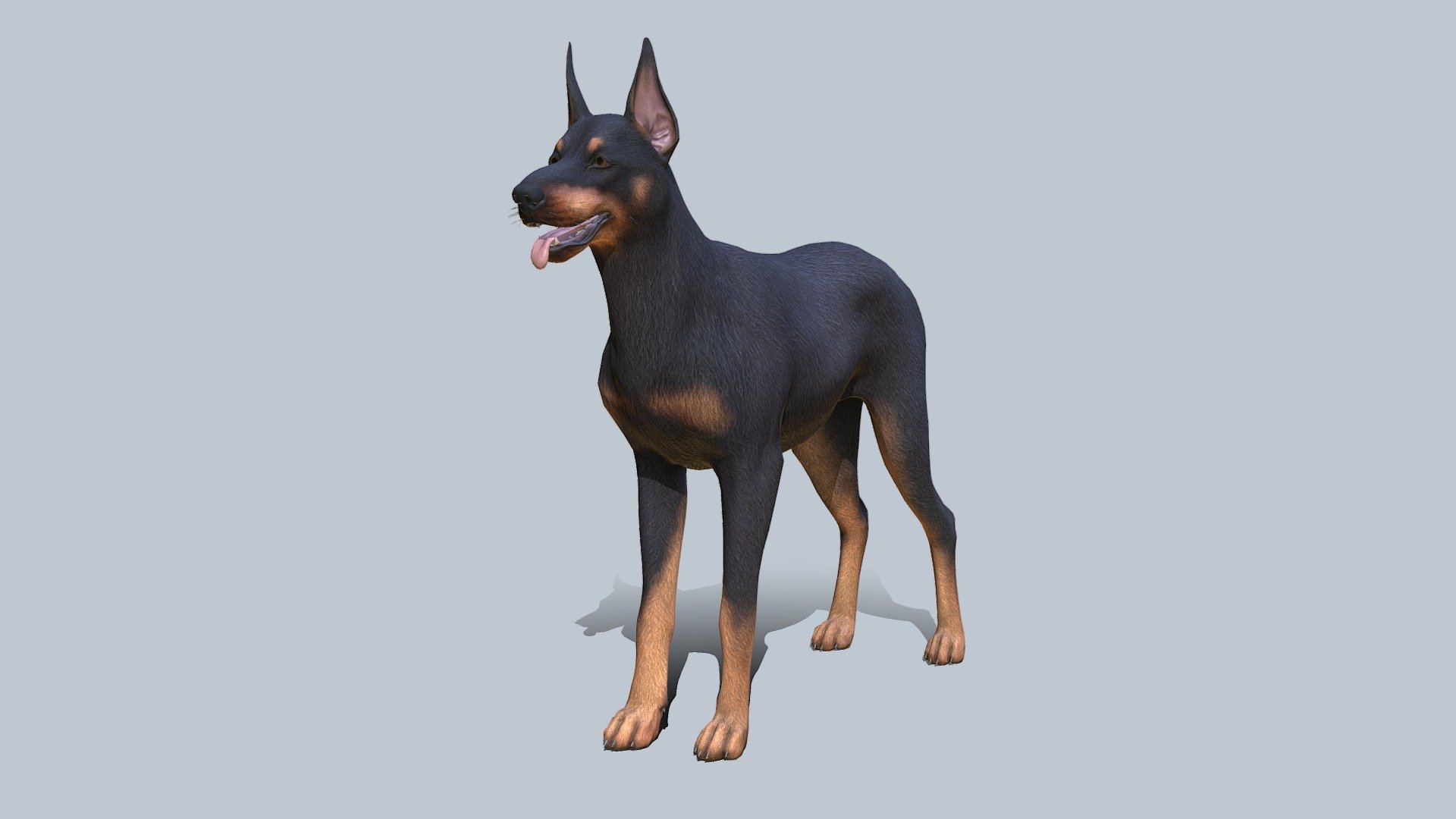 Dog - Doberman v2 - Buy Royalty Free 3D model by RedDeer (@billl90 ...