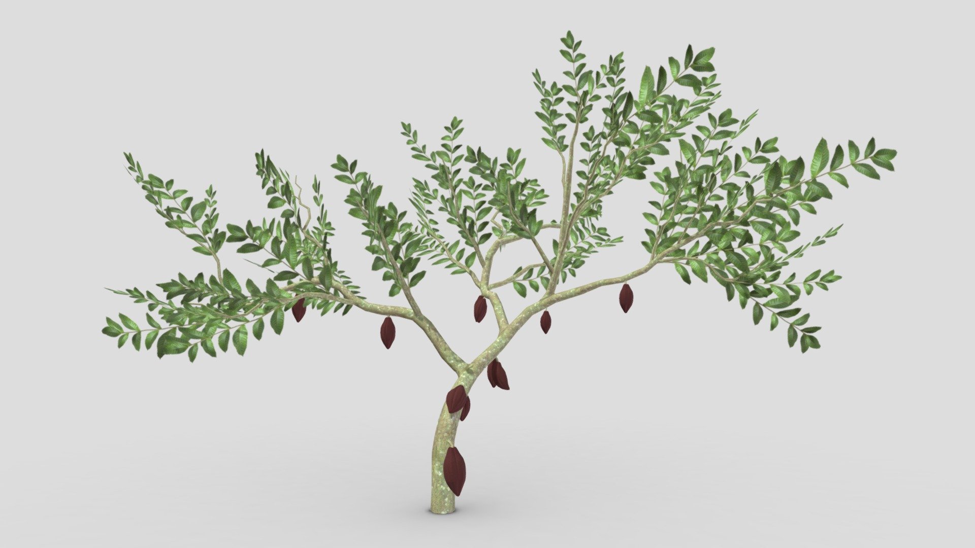 Cacao Tree(Brown Fruit)- 02 - Buy Royalty Free 3D model by ASMA3D ...