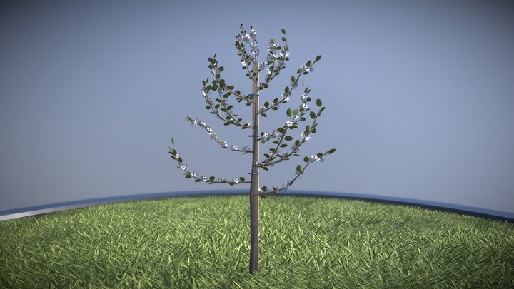 Small-tree 3D models - Sketchfab