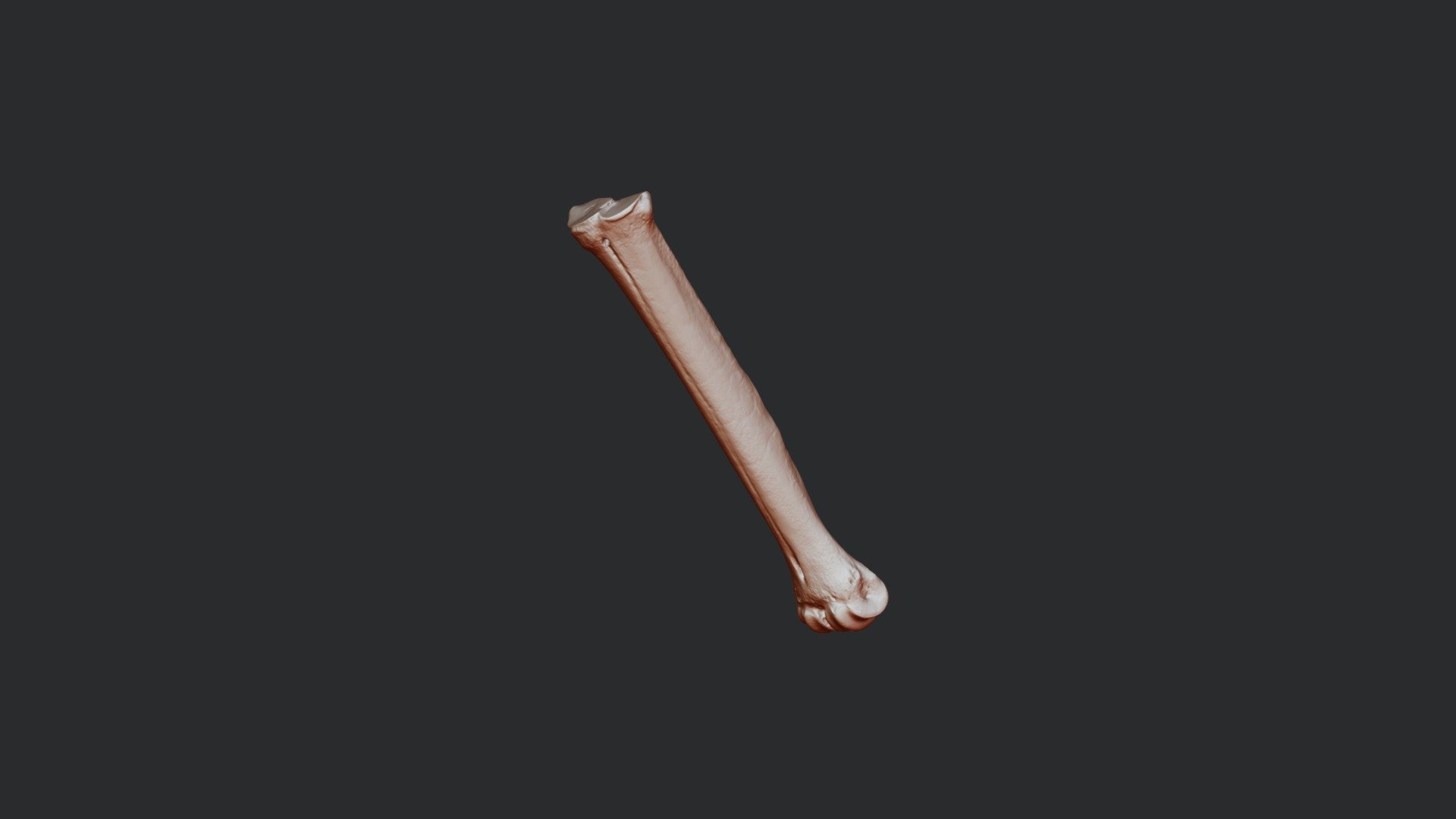 3D MODEL OF LEFT METACARPAL OF OX - 3D model by vetsnotes [96e73d4 ...