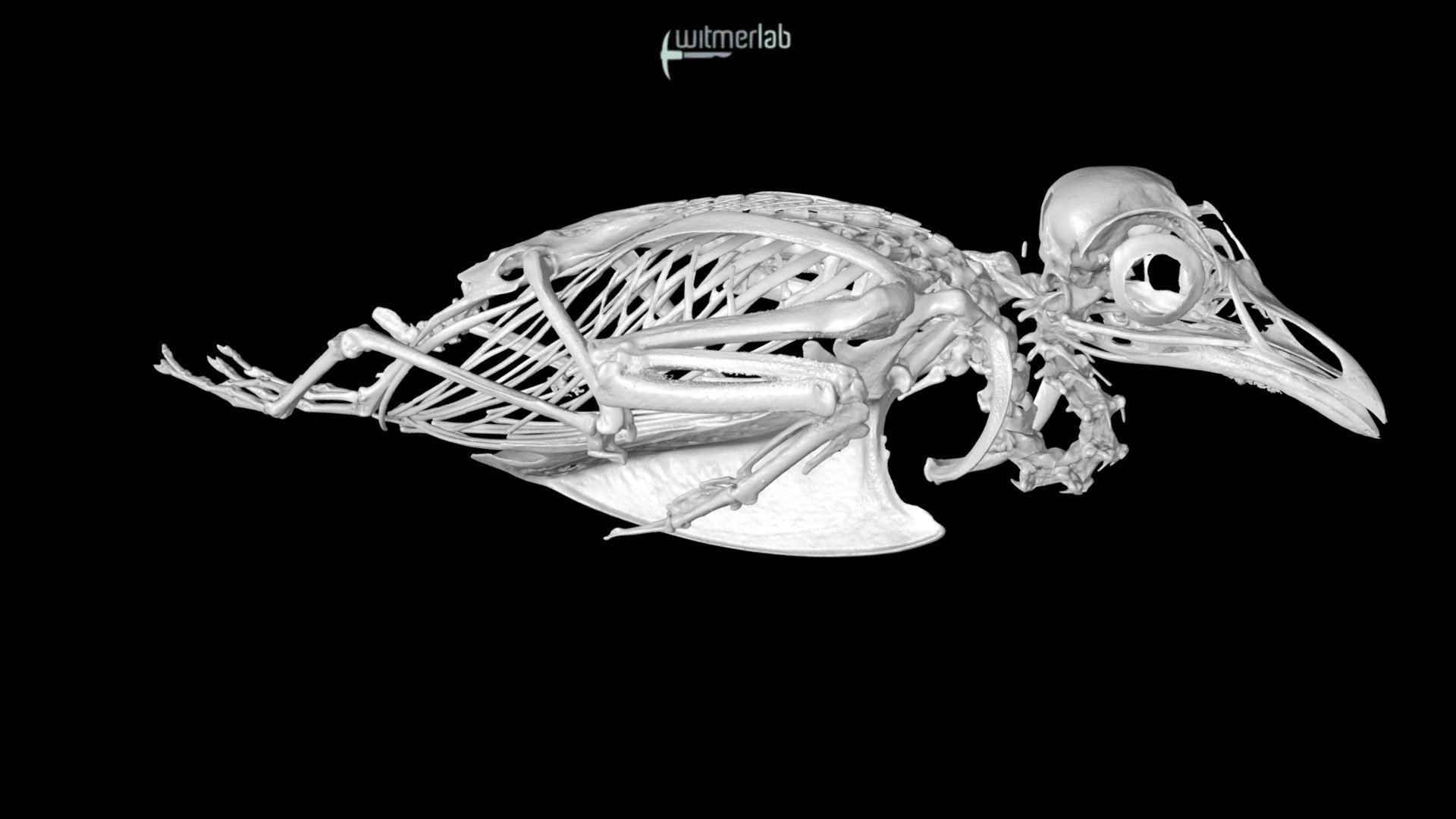Little auk (dovekie) - full skeleton - Download Free 3D model by ...
