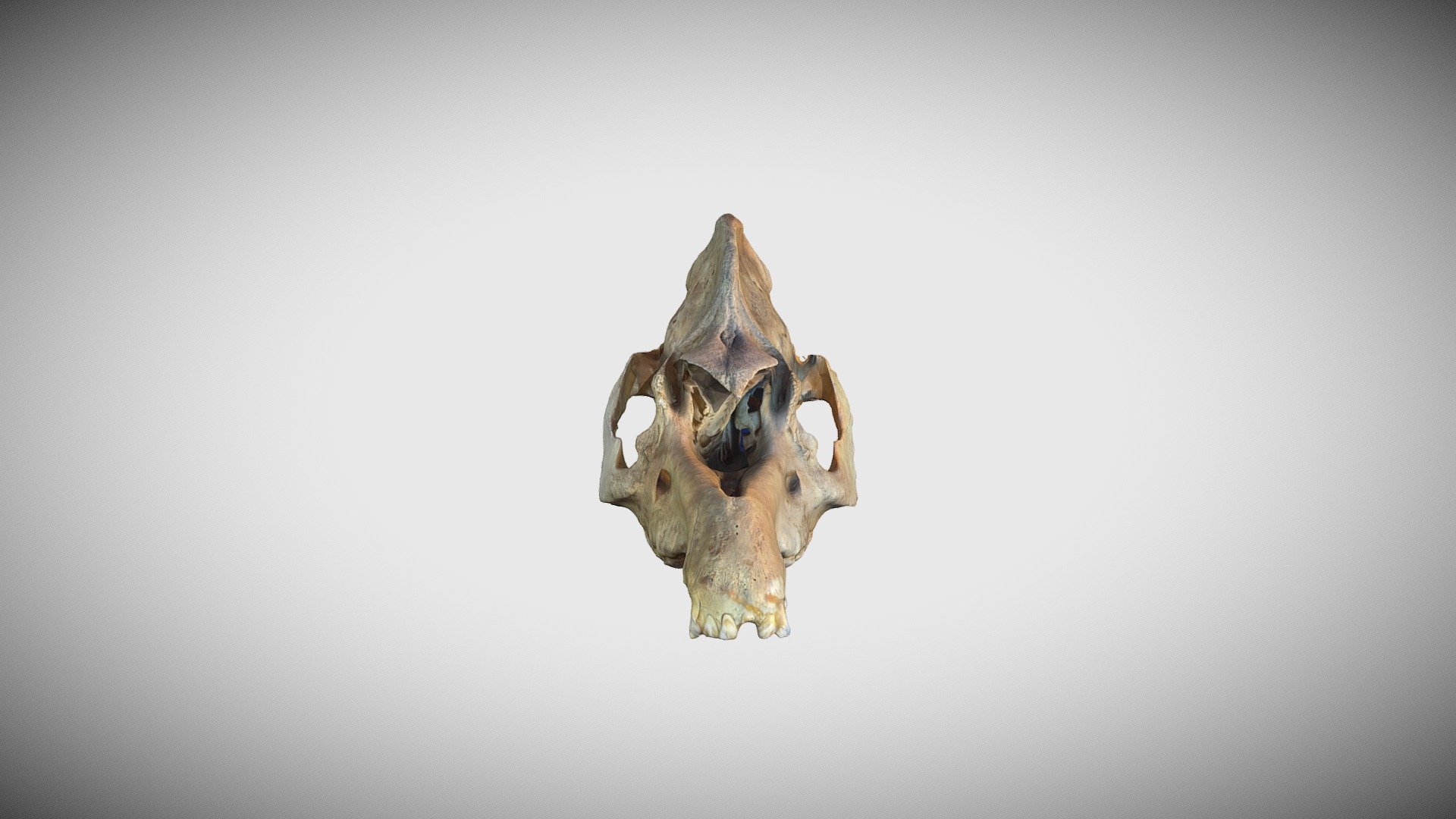 Череп без нижней челюсти Тапир Tapirus Download Free 3d Model By