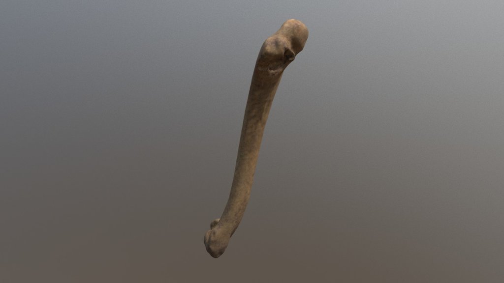Chicken Humerus (VCU_3D_2777) - Download Free 3D model by Virtual ...