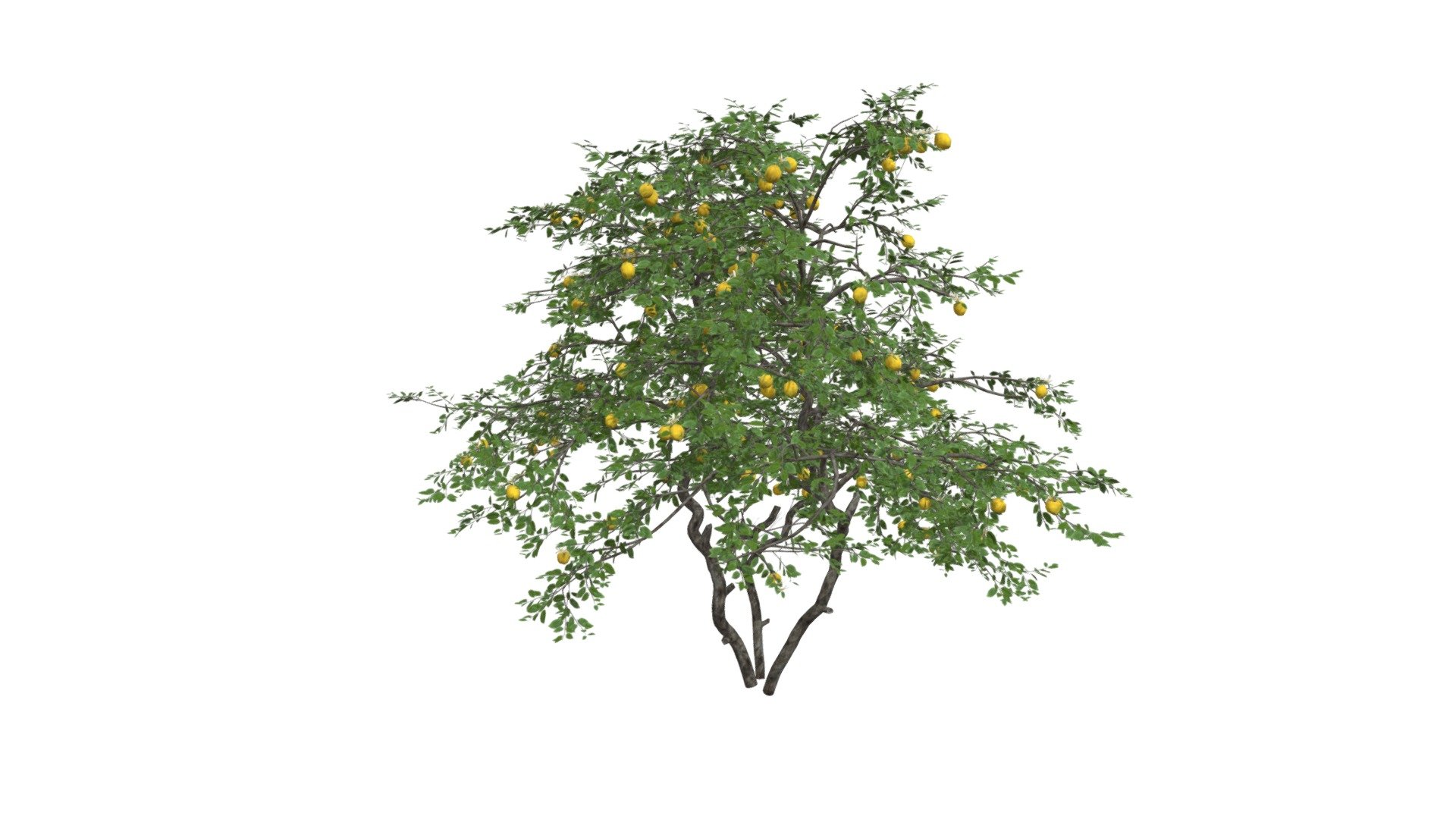 Lemon Tree #01 - Buy Royalty Free 3D model by meshshape [96f2c3d ...