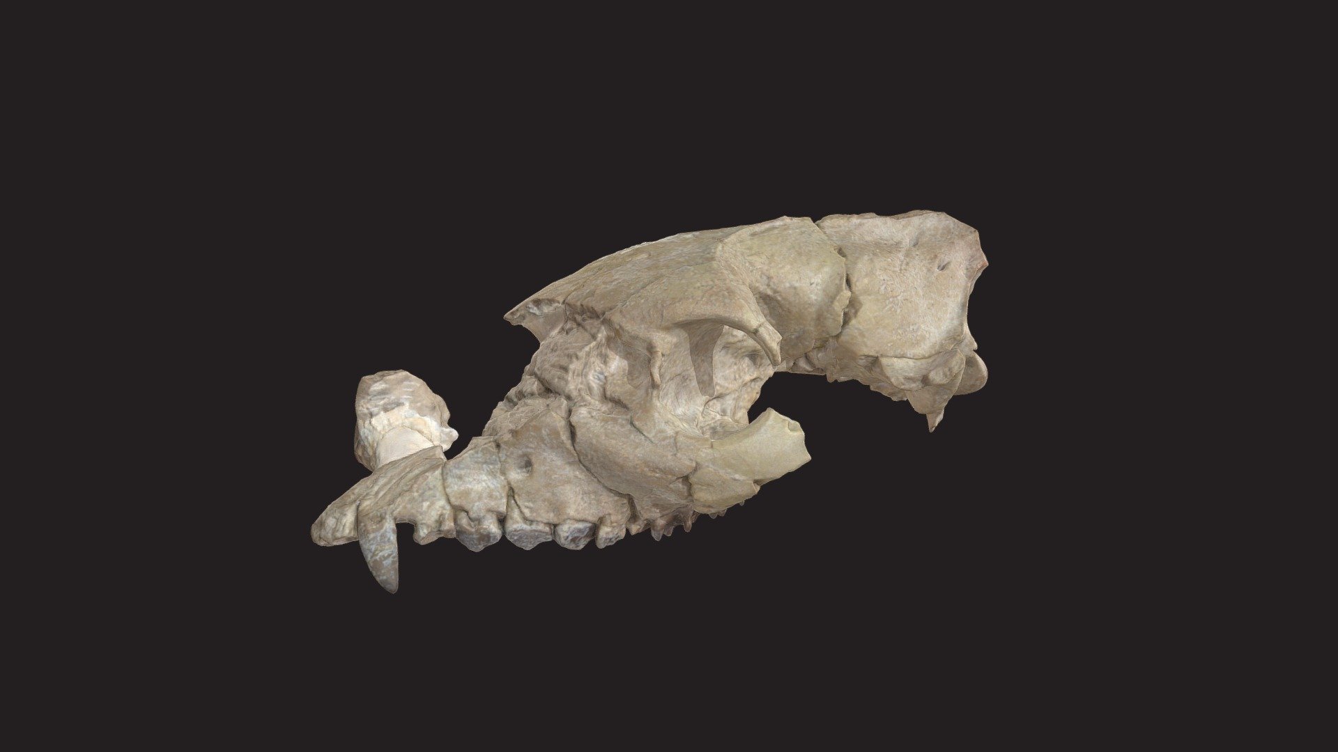 CMNH 10242, Merycoidodon - 3D model by Cleveland Museum of Natural ...