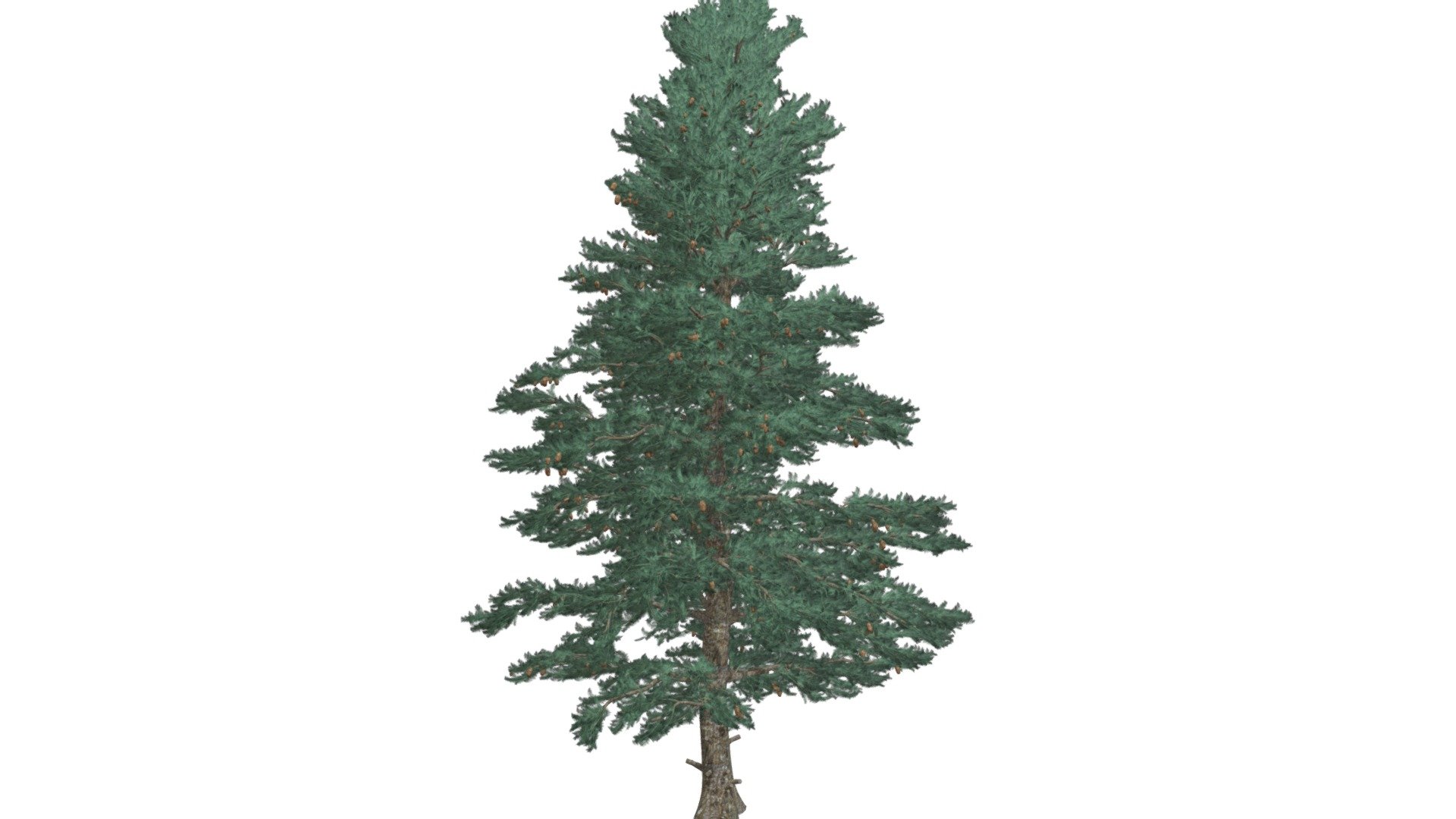 White Fir Tree #04 - Buy Royalty Free 3D model by meshshape [96f4833 ...