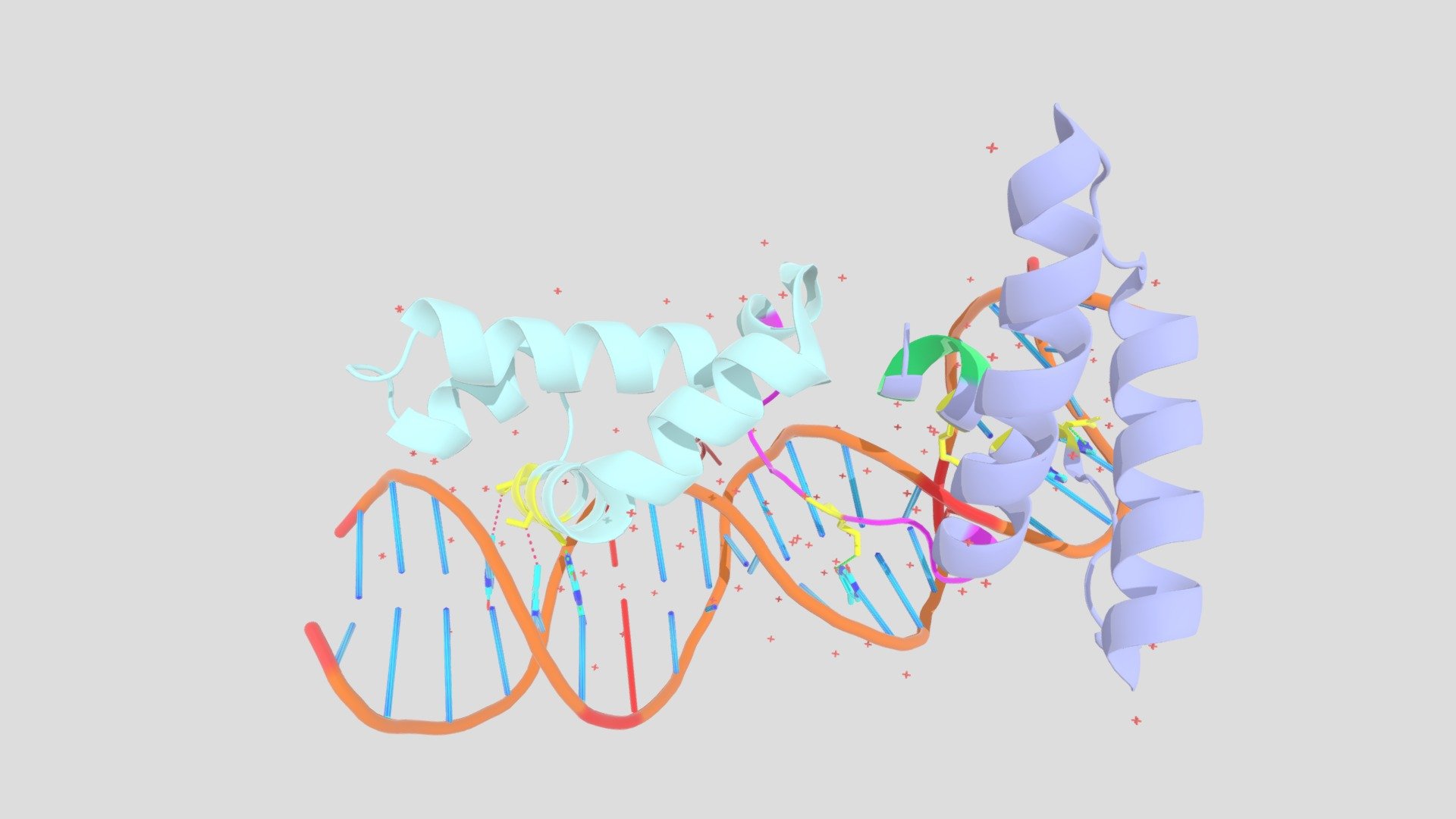 Human Centromere Protein B (CENP-B) - 3D model by michelia_yu [96f964e ...