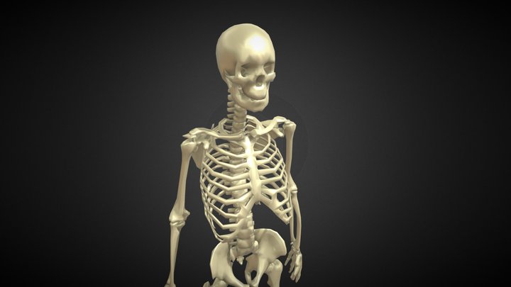 Clavicle 3D models - Sketchfab