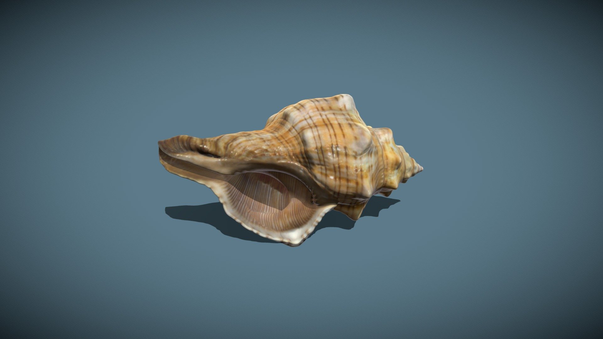Shell - Download Free 3D model by bernfra [96fd207] - Sketchfab