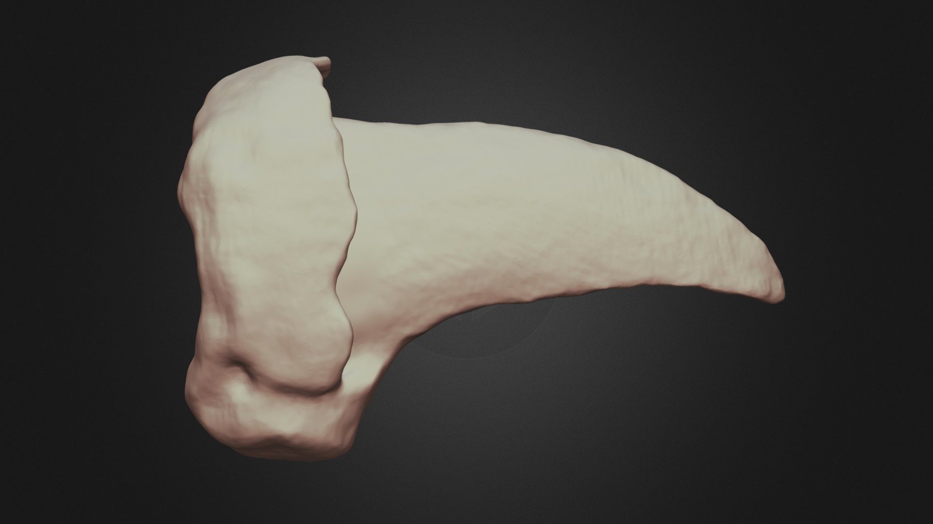 Ursus americanus Left Middle Distal Phalanx - 3D model by Lakehead ...