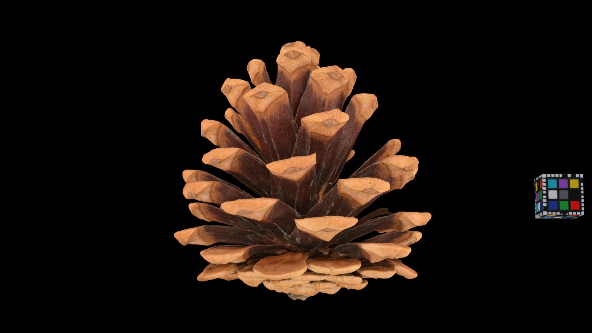 CC0 クロマツ 果実 松ぼっくり大 🌲 Japanese Black Pine - Download Free 3D model by ...