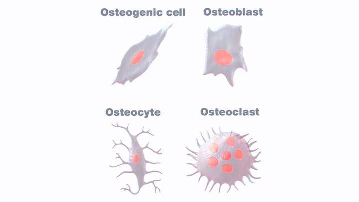Osteoplast 3D models - Sketchfab