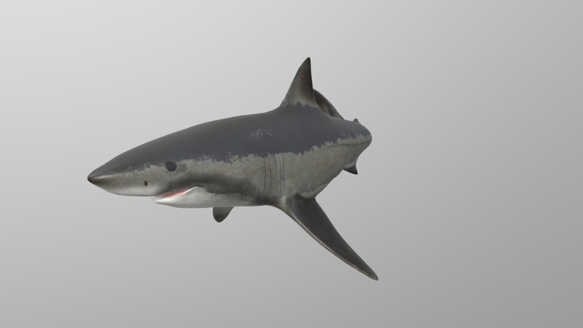 Shark - 3D model by begoston [970bcb4] - Sketchfab