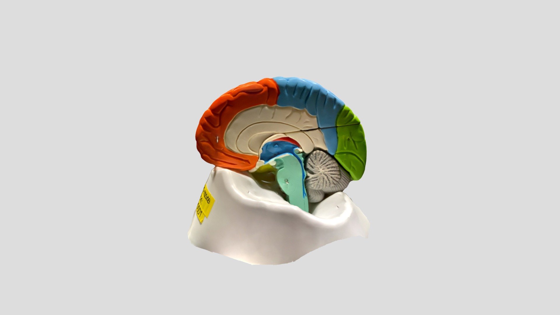 Sagittal Section of the Brain - 3D model by virtual_lab [9711b89 ...