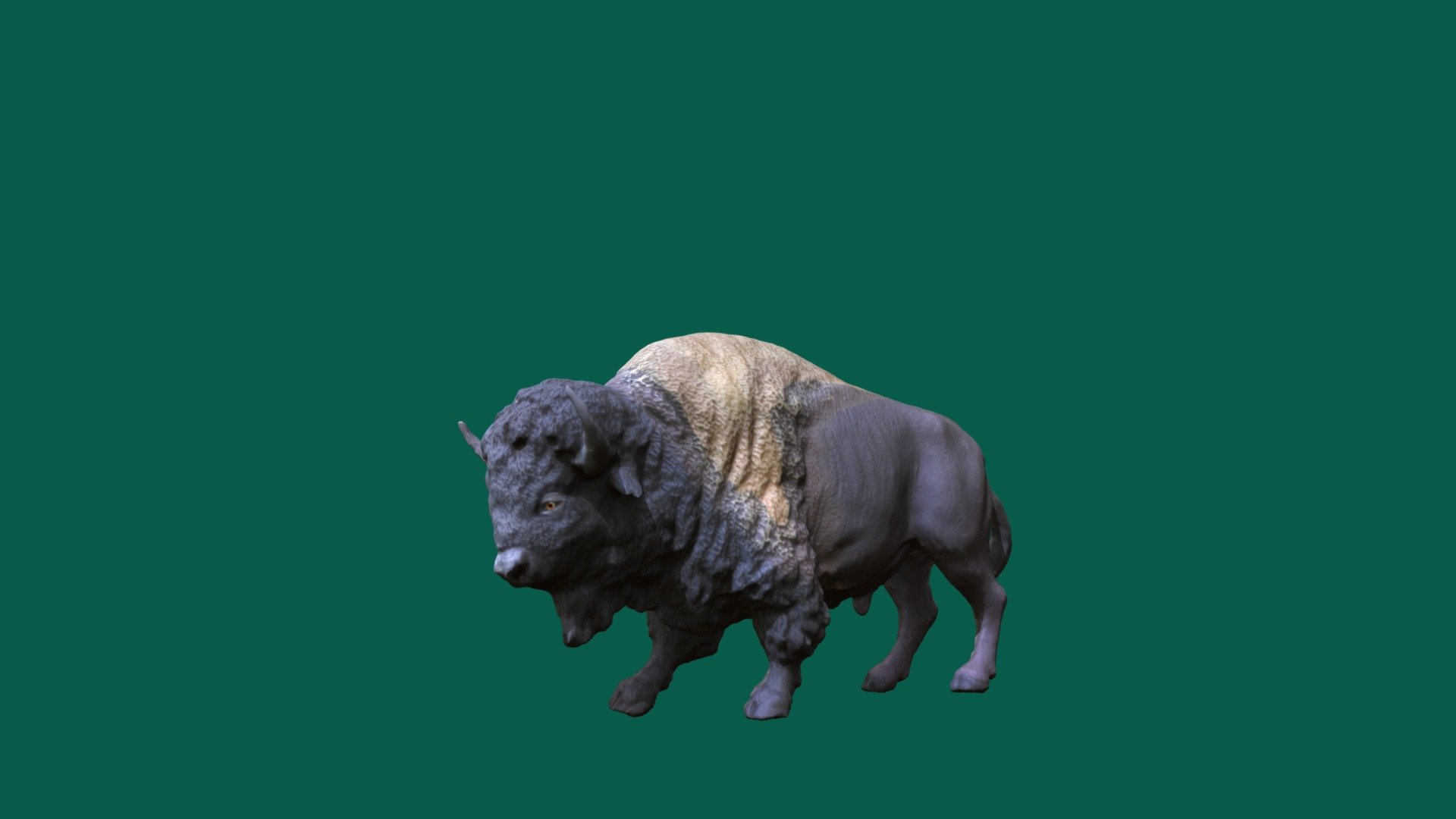 Bison - Download Free 3D model by kenchoo [9714db0] - Sketchfab