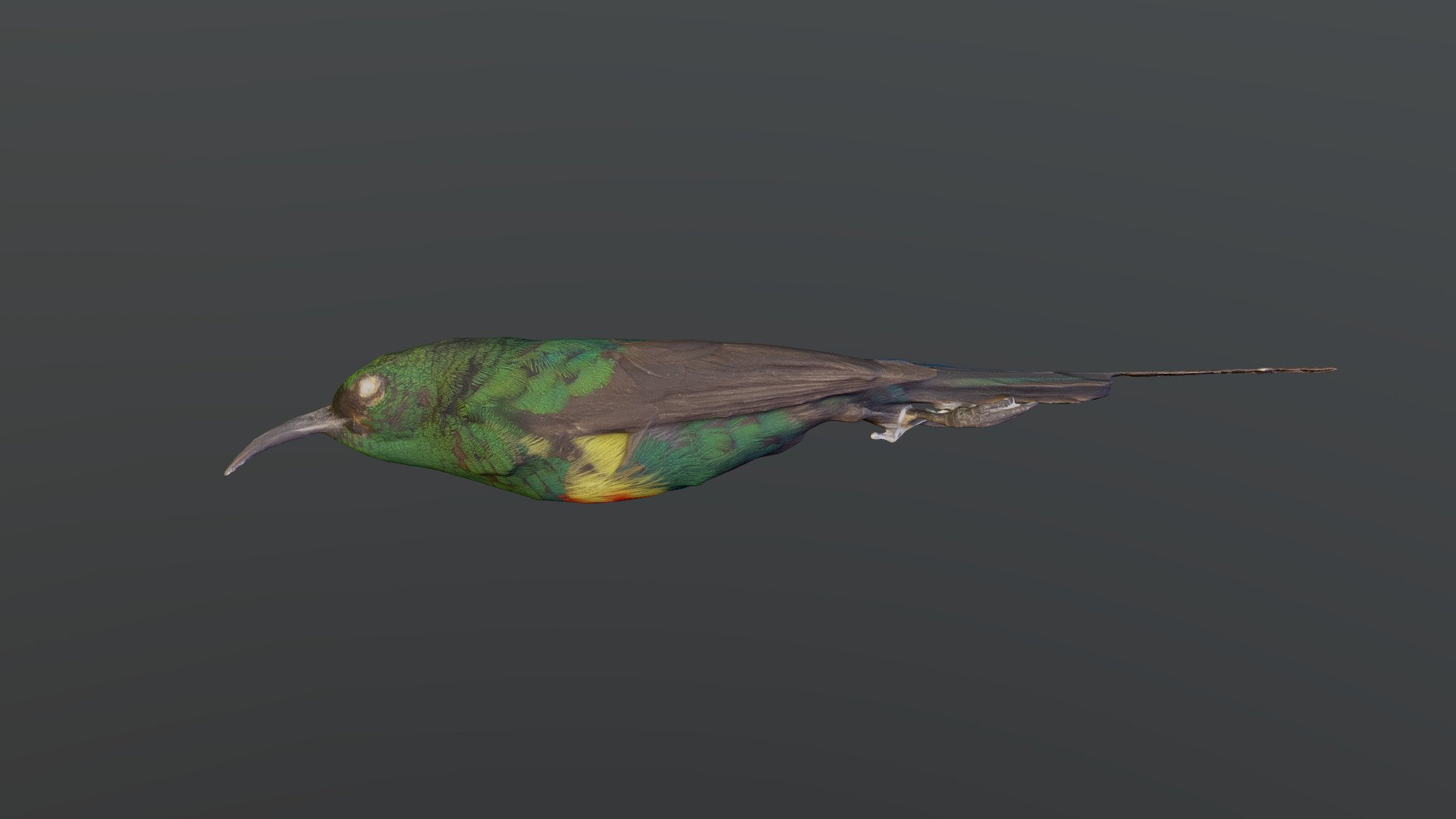 Beautiful Sunbird - Cinnyris pulchellus - Download Free 3D model by ...