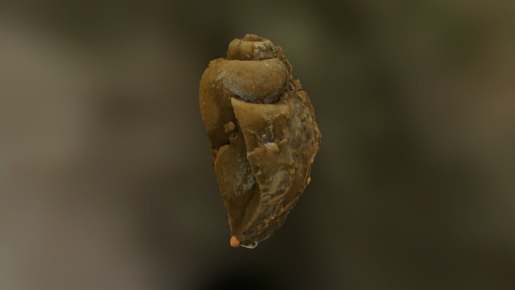Snail Steinkern (internal cast) - Download Free 3D model by nicgeologypro [971ea1d] - Sketchfab