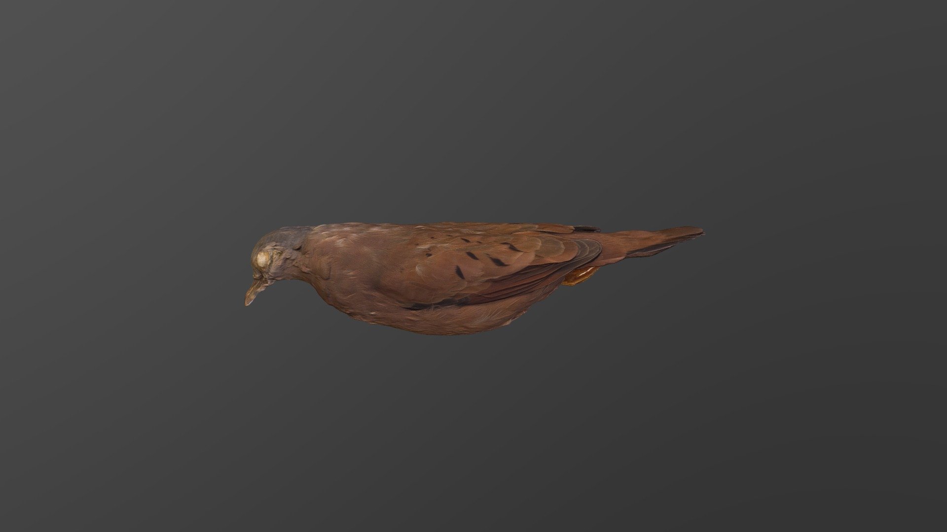 Columbina talpacoti - Download Free 3D model by MooreLab [9723dde ...