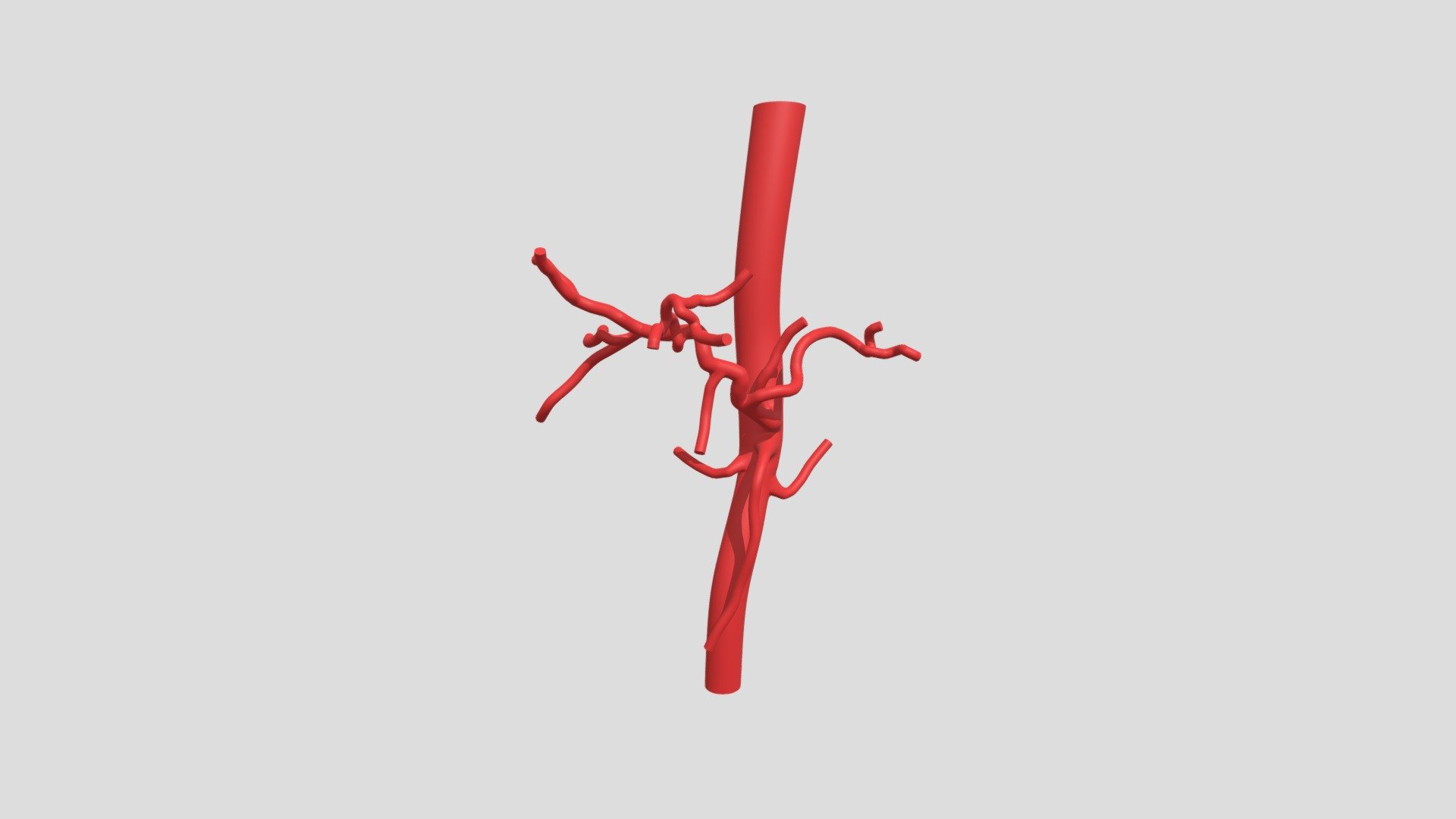 Hepatic arteries - 3D model by Kuchumov [972681b] - Sketchfab
