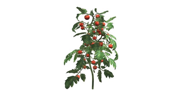 Tomato-plant 3D models - Sketchfab