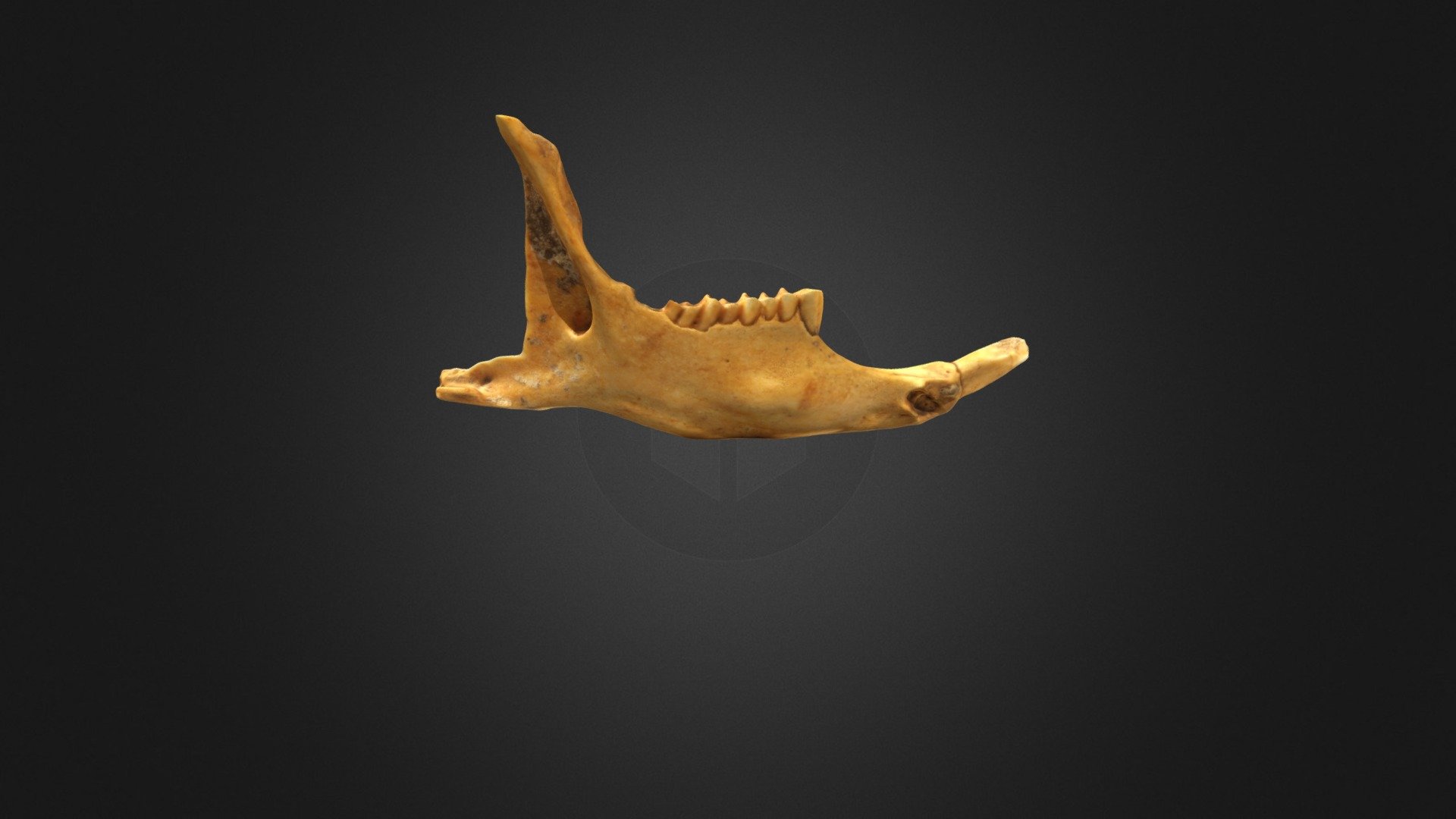 Prolagus sardus emimandible - Download Free 3D model by ffontani ...