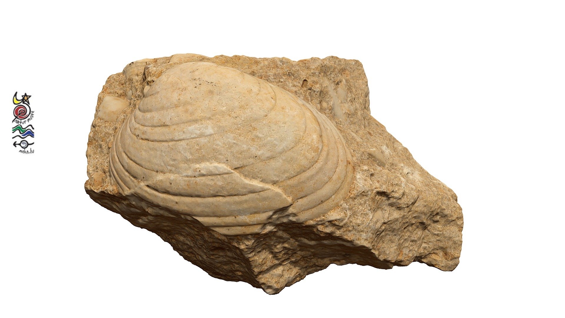 Bivalvia - Download Free 3D model by Musée national d'histoire ...