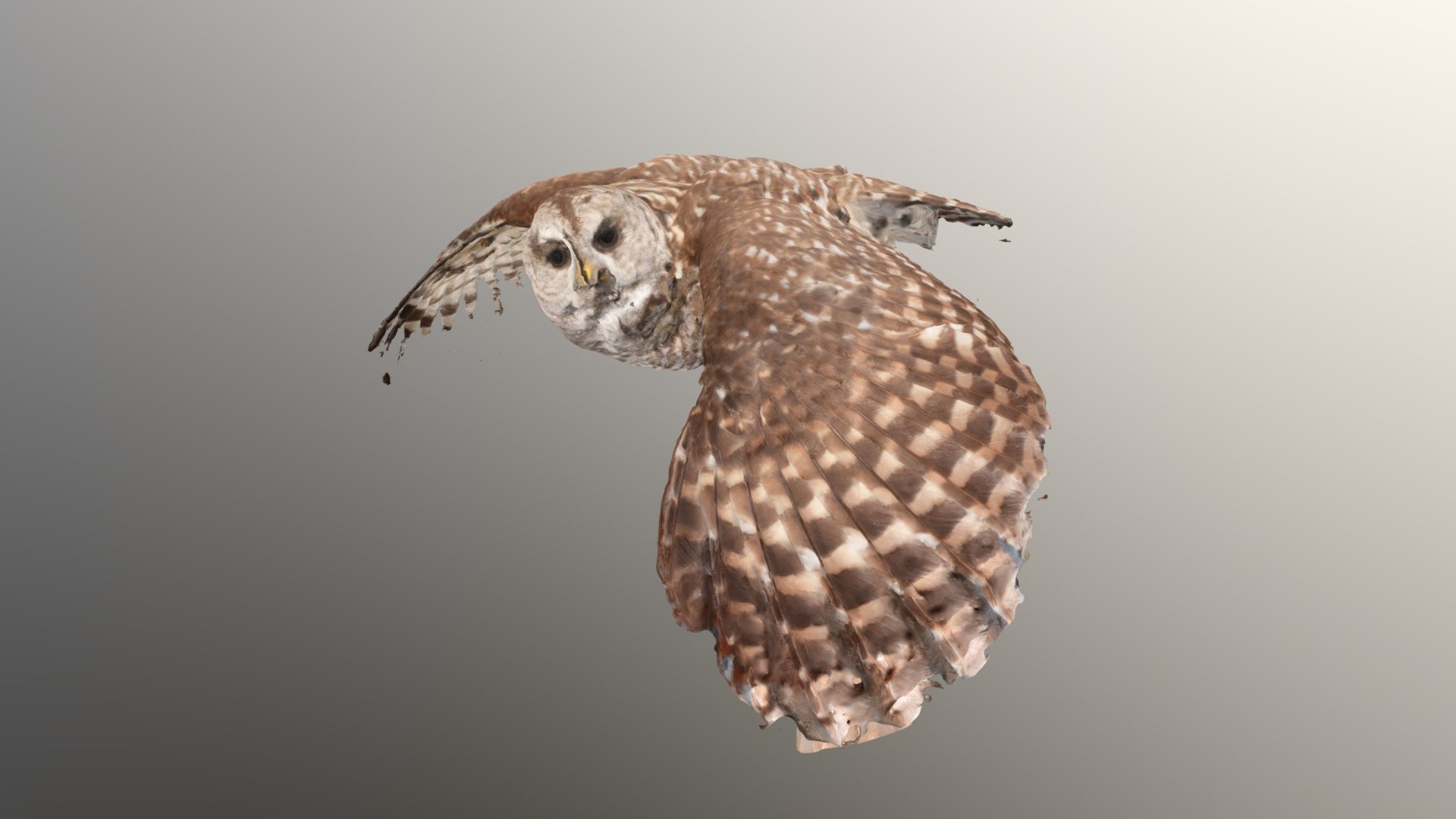 190402 Owl - Download Free 3D model by clementvalla1 [972f6c8] - Sketchfab