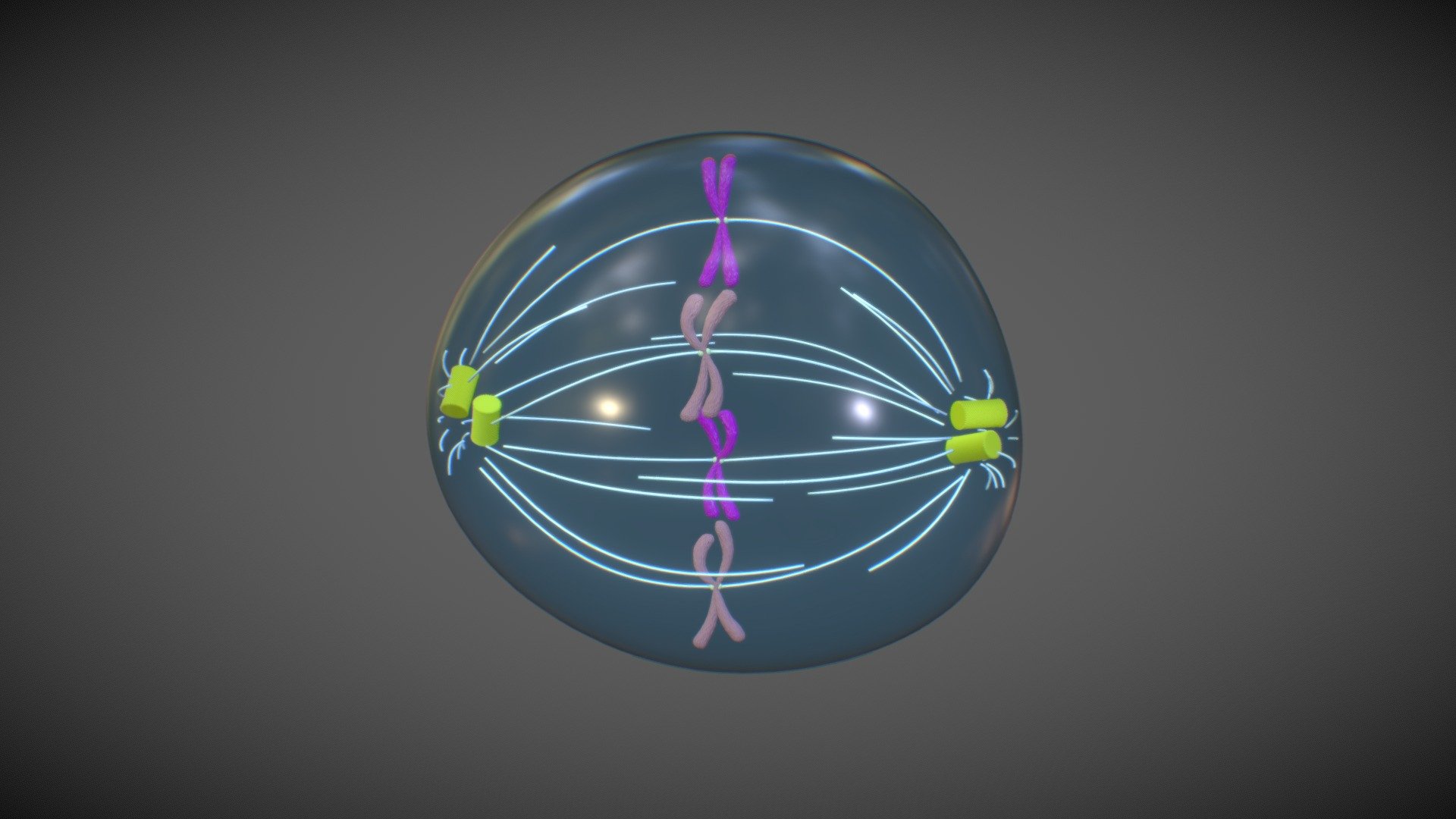 Mitosis - Fase 4 - 3D model by Rody Artigas Silva (@Dr.Rody.Artigas ...