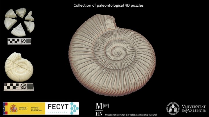 Ammonite 3D models - Sketchfab