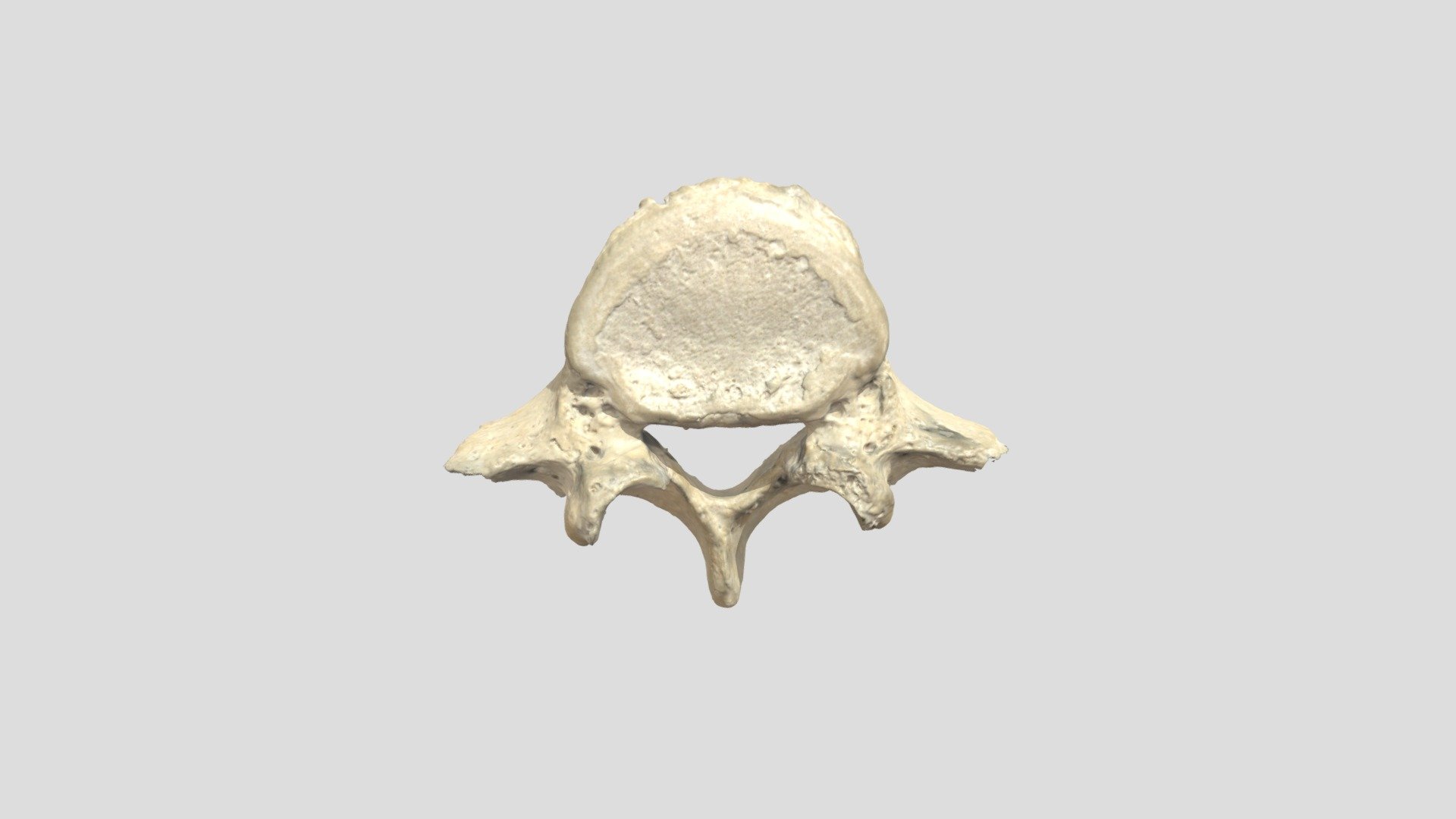 L5 - 3D model by Universiteit Antwerpen (@marjanmaldoy) [973be3b ...