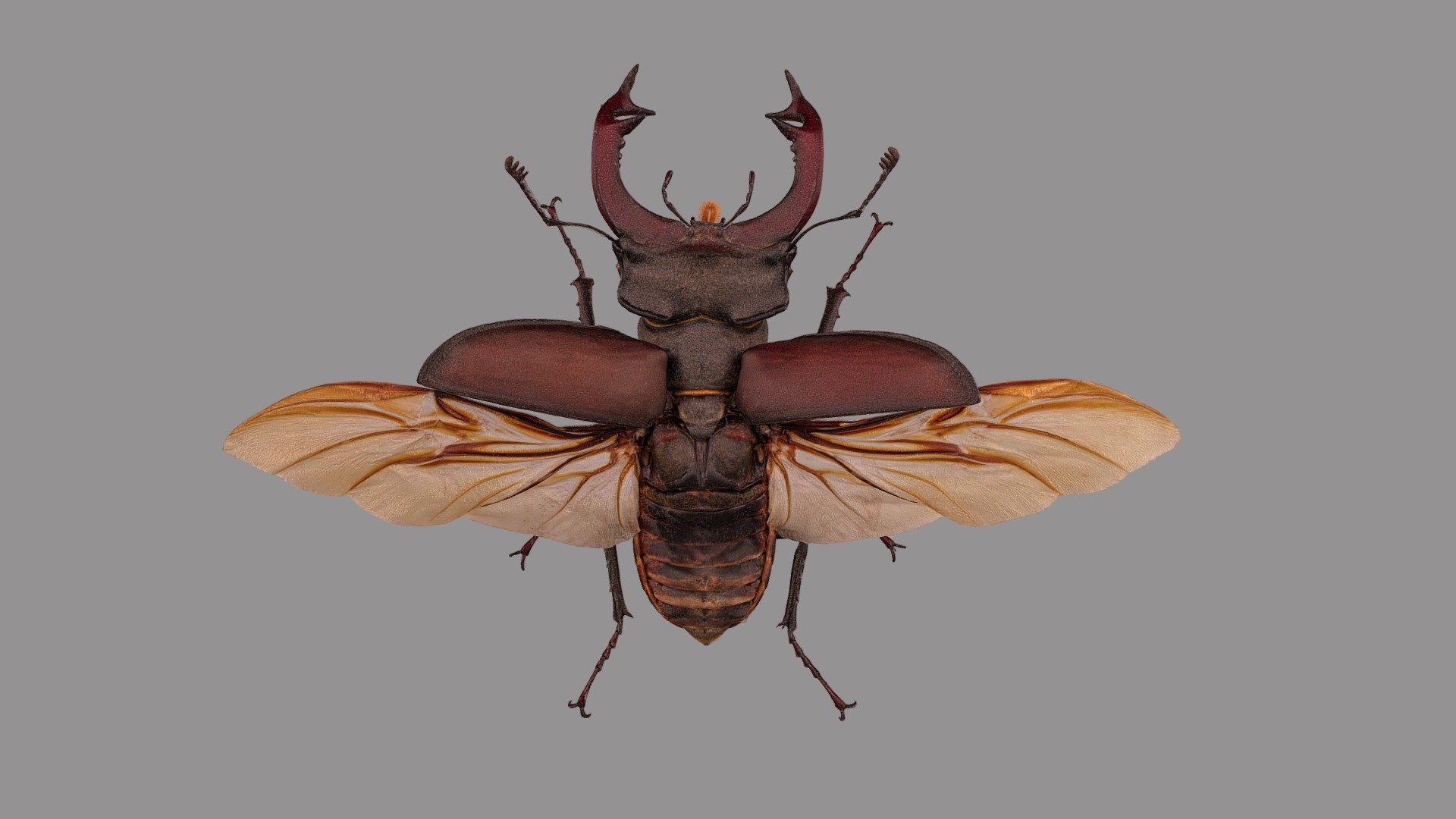 Lucanus cervus - 3D model by VirNat [973c81e] - Sketchfab