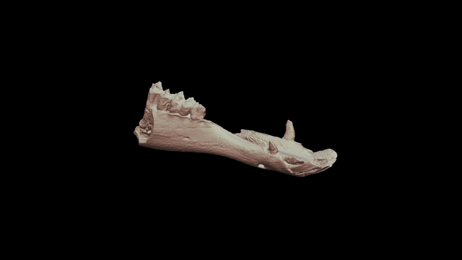 Palaeolama mesolithica - 3D model by Museo de La Plata, Argentina ...