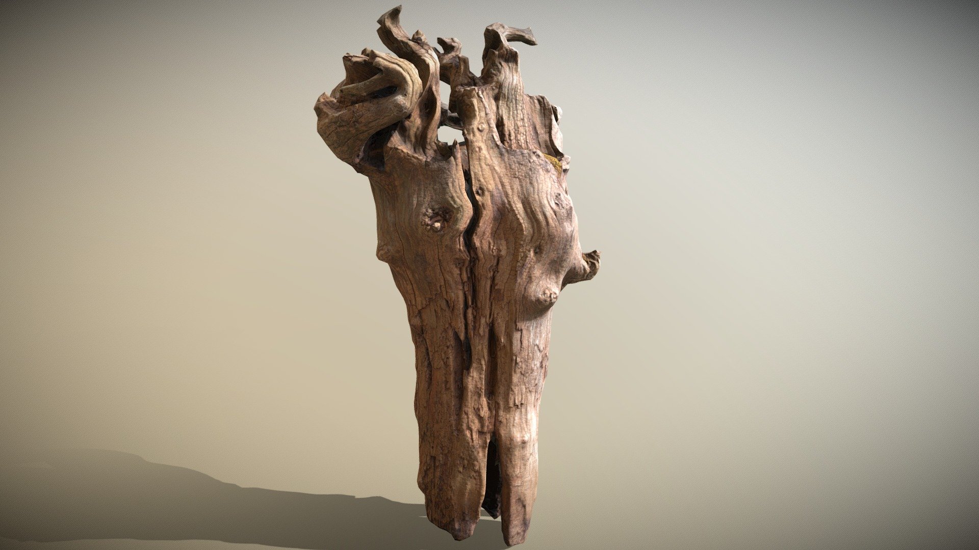 Twisted Tree Stump Scan - Buy Royalty Free 3D model by Skidoosh ...